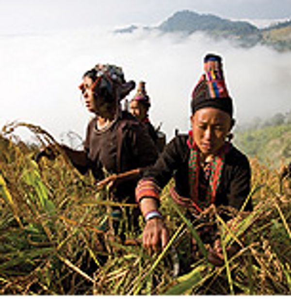 Supporting legal livelihoods for illicit crop farmers - International ...