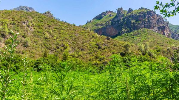 Moroccan hashish dealers reportedly boycott Israel, citing Palestinian ...