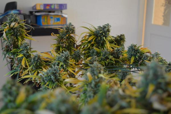 Malta: First cannabis associations granted operational licence ... Malta: First cannabis associations granted operational licence ...