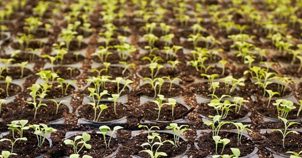 As moves towards legal cannabis accelerate, drug policy experts call ...