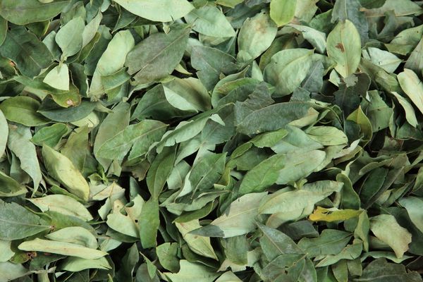 WHO officially launches procedures for critical review of coca leaf ...