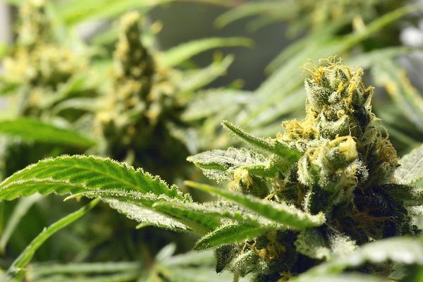 Home grown cannabis to be legal in the ACT. Now what? - International ...