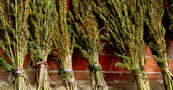 Is Morocco’s cannabis landrace the way forward? - International Drug ...