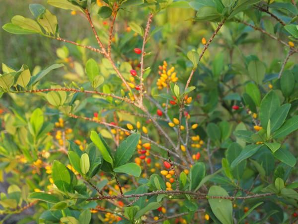 Challenging myths about Chapare coca paste production - International ...