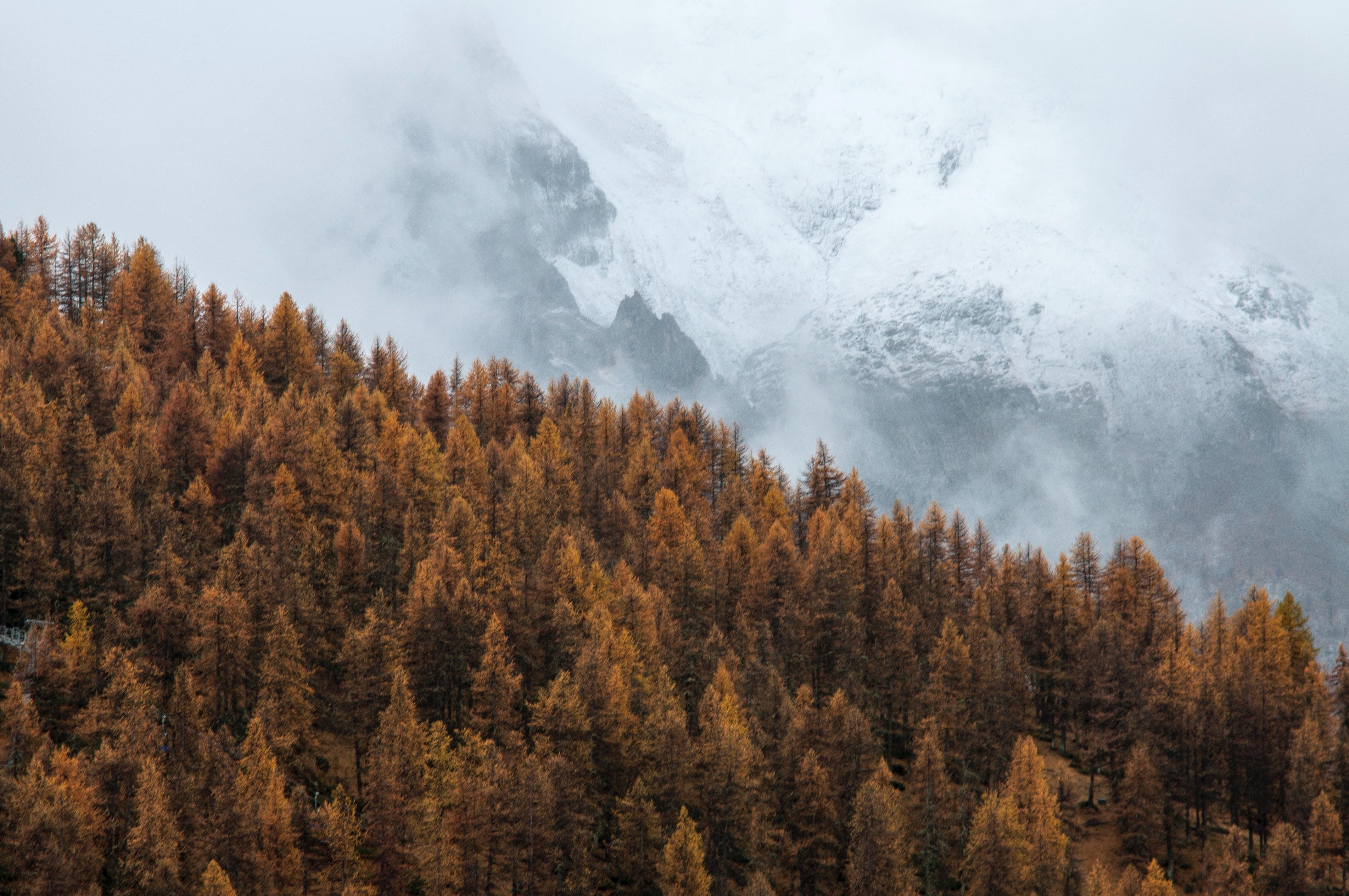 Unusual Trees of the World | Conservation International