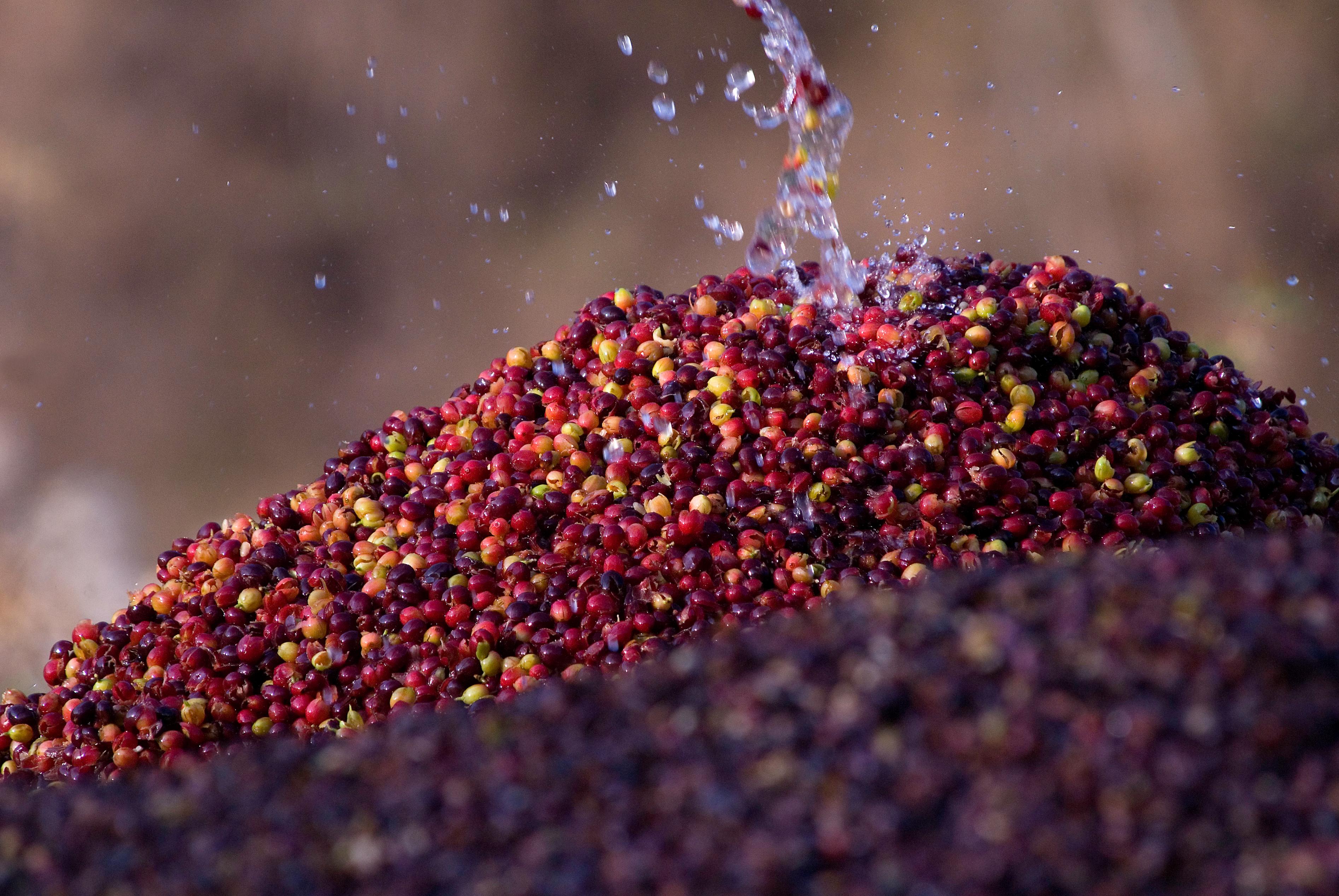 Sustainable Coffee Challenge | Conservation International