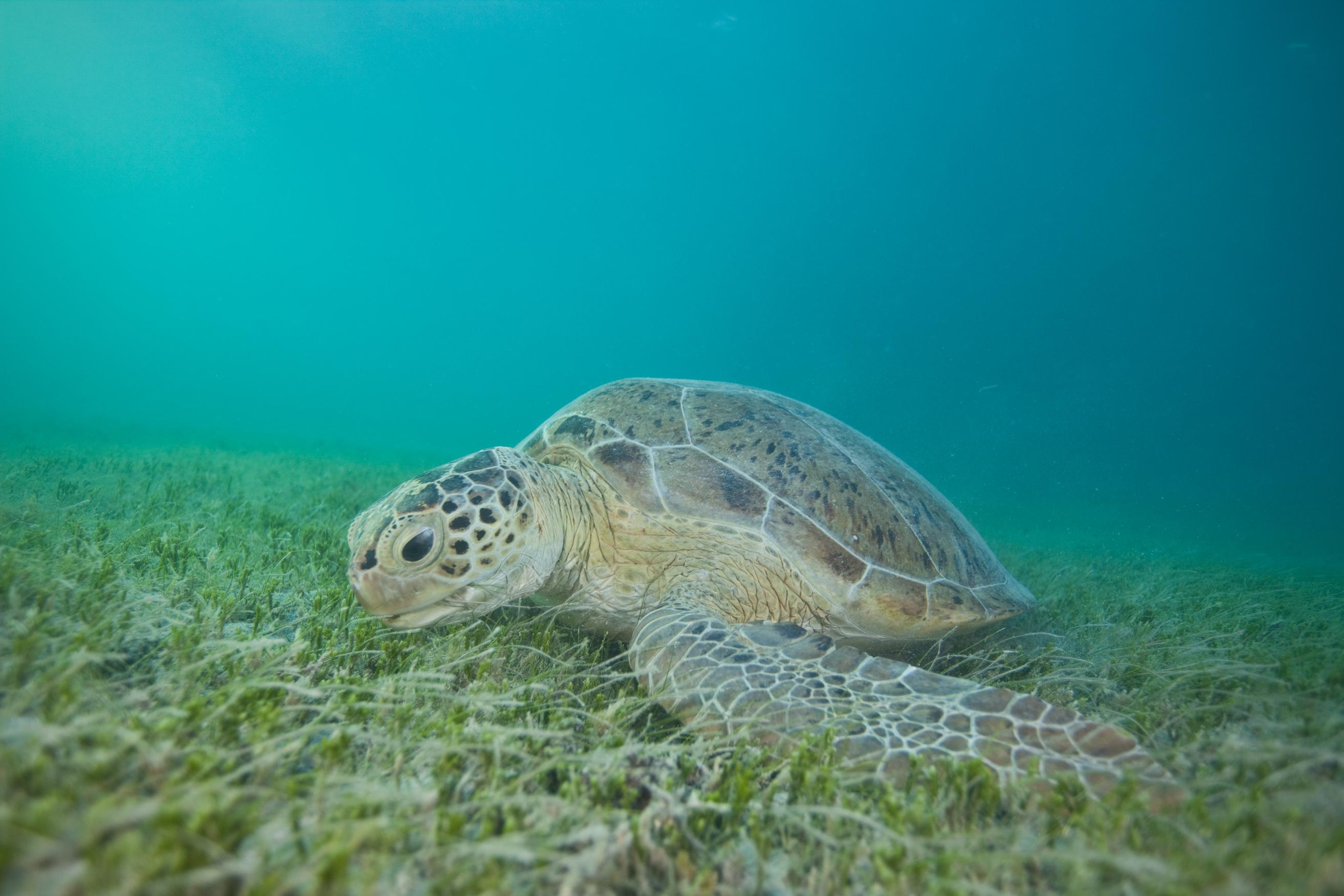 Our Blue Carbon Program Conservation International