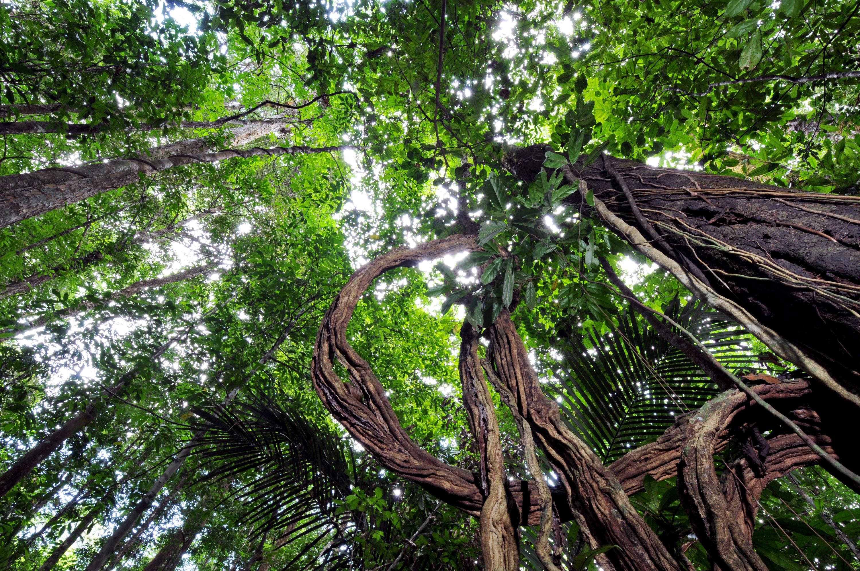 Amazonia | Conservation International