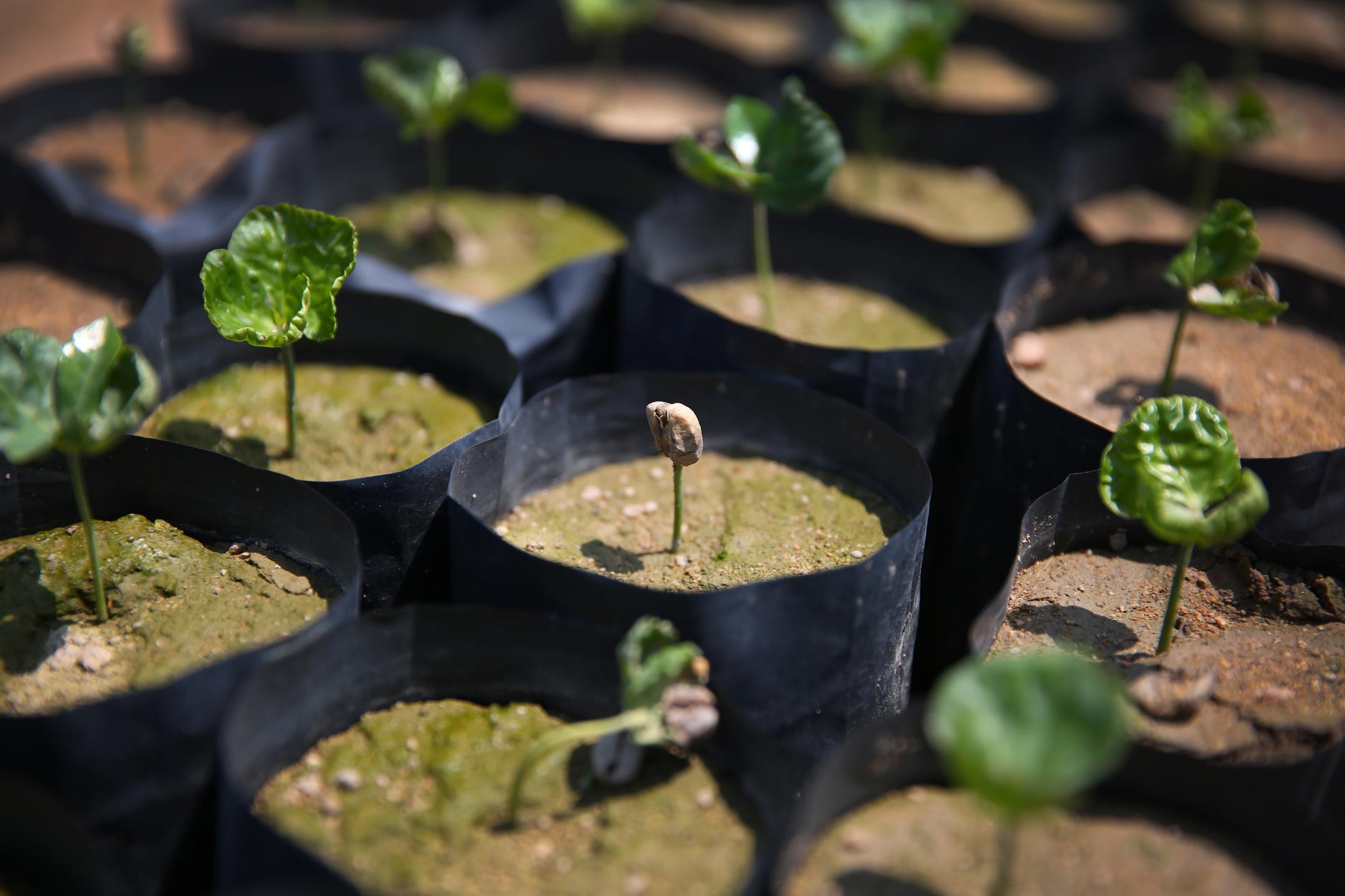 100 Million Trees initiative | Conservation International