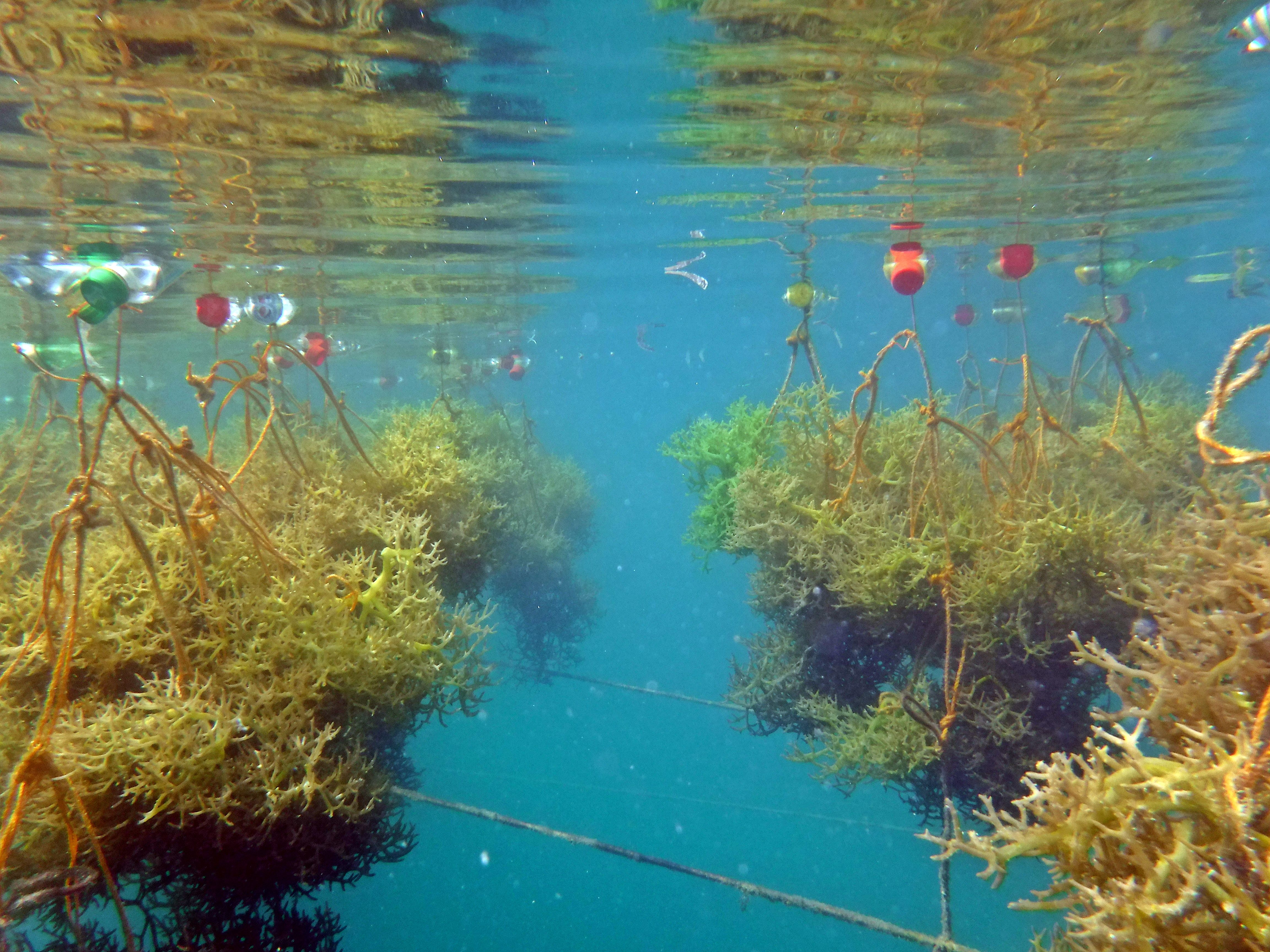 Coast4C | Conservation International