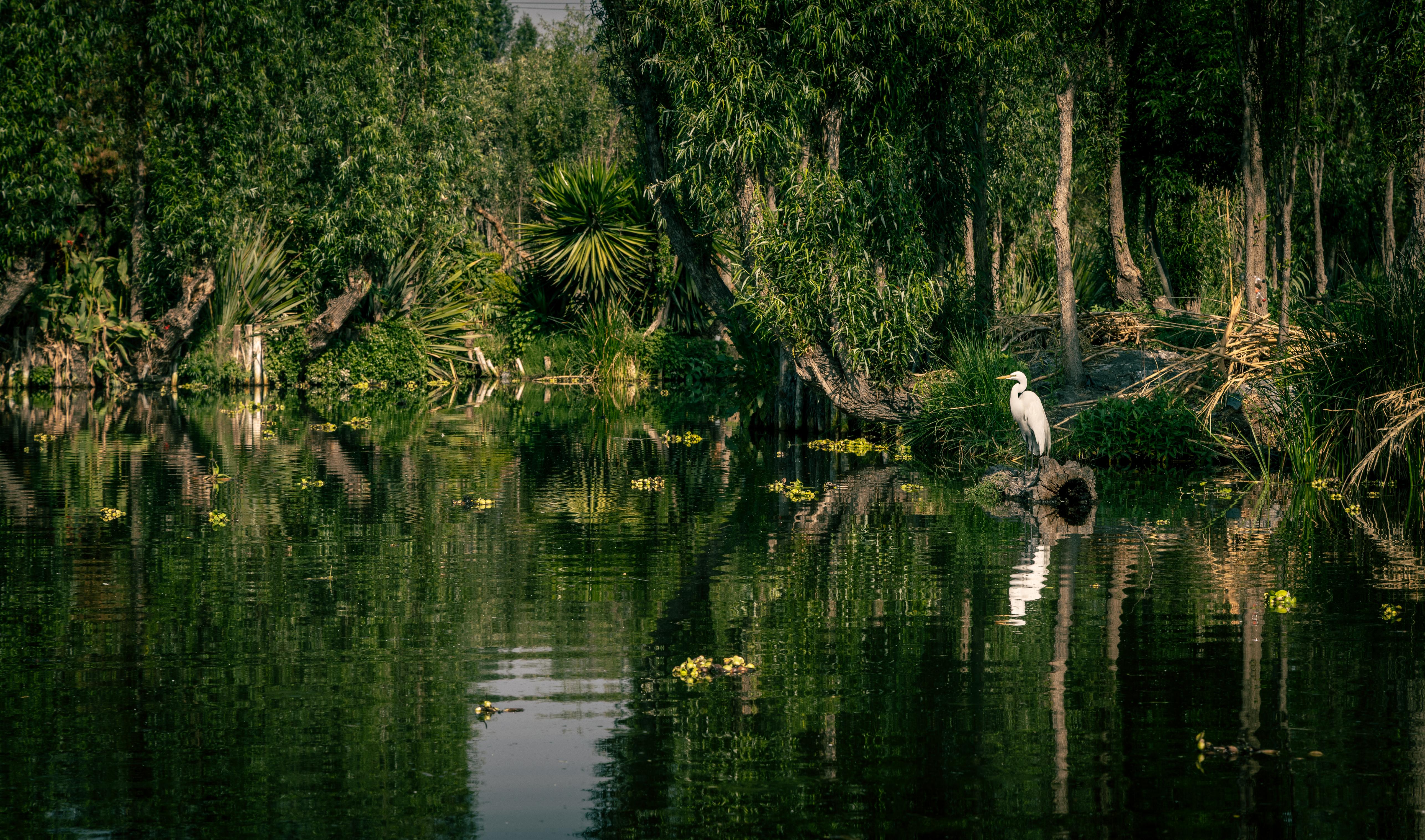 Axolotl conservation | Conservation International