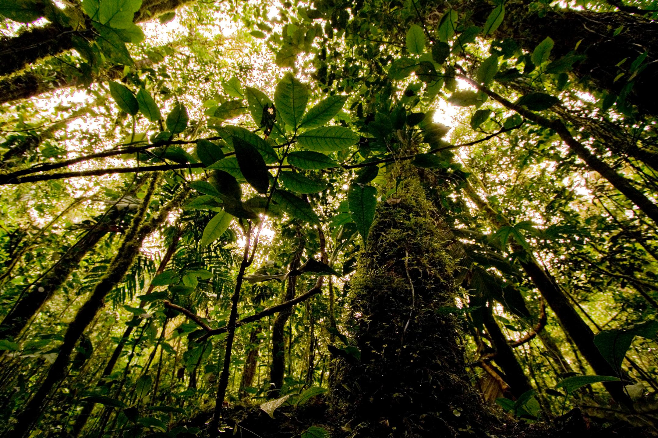Forest, heal thyself: Study shows where forests can best bounce back ...