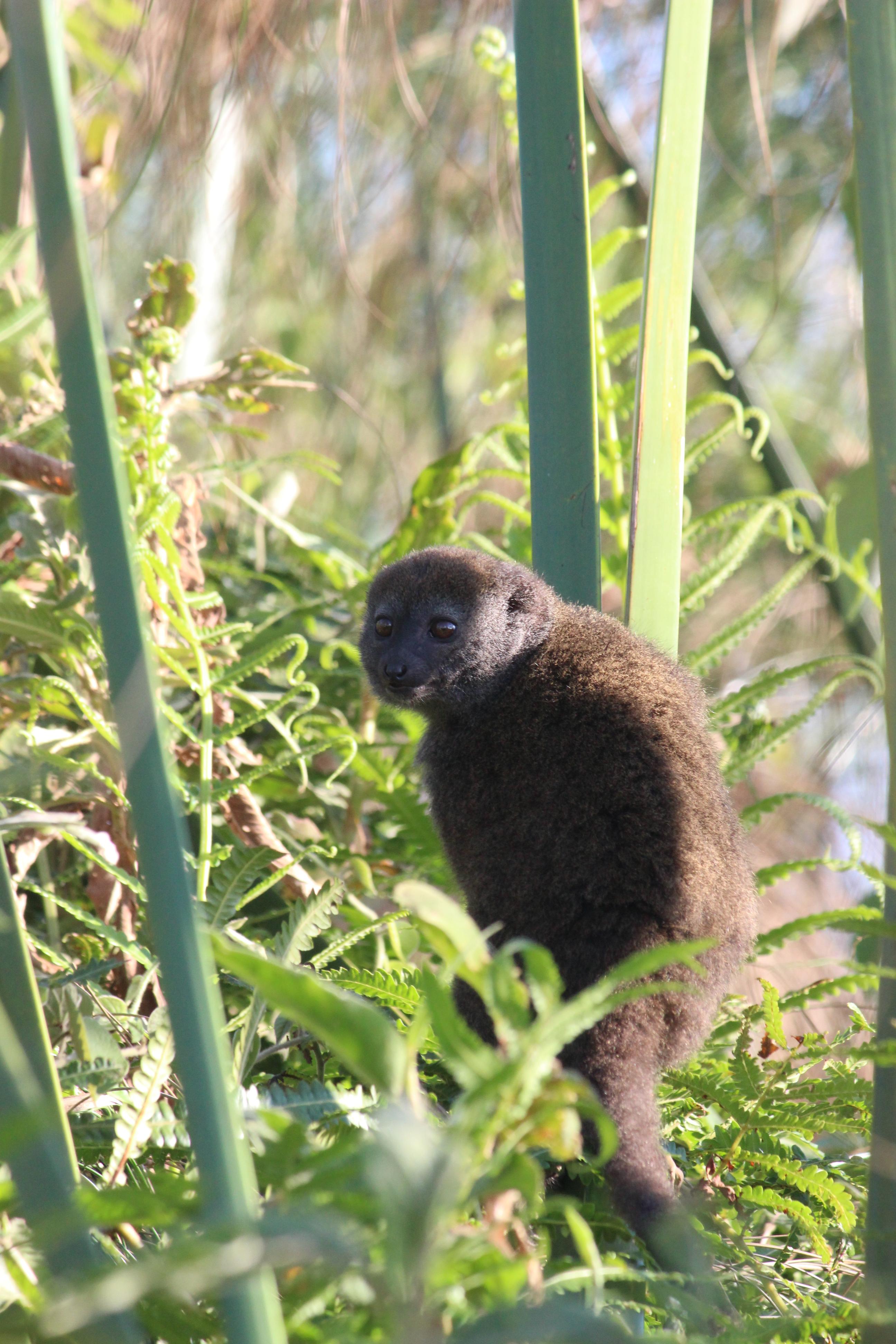 Madagascar | Conservation International