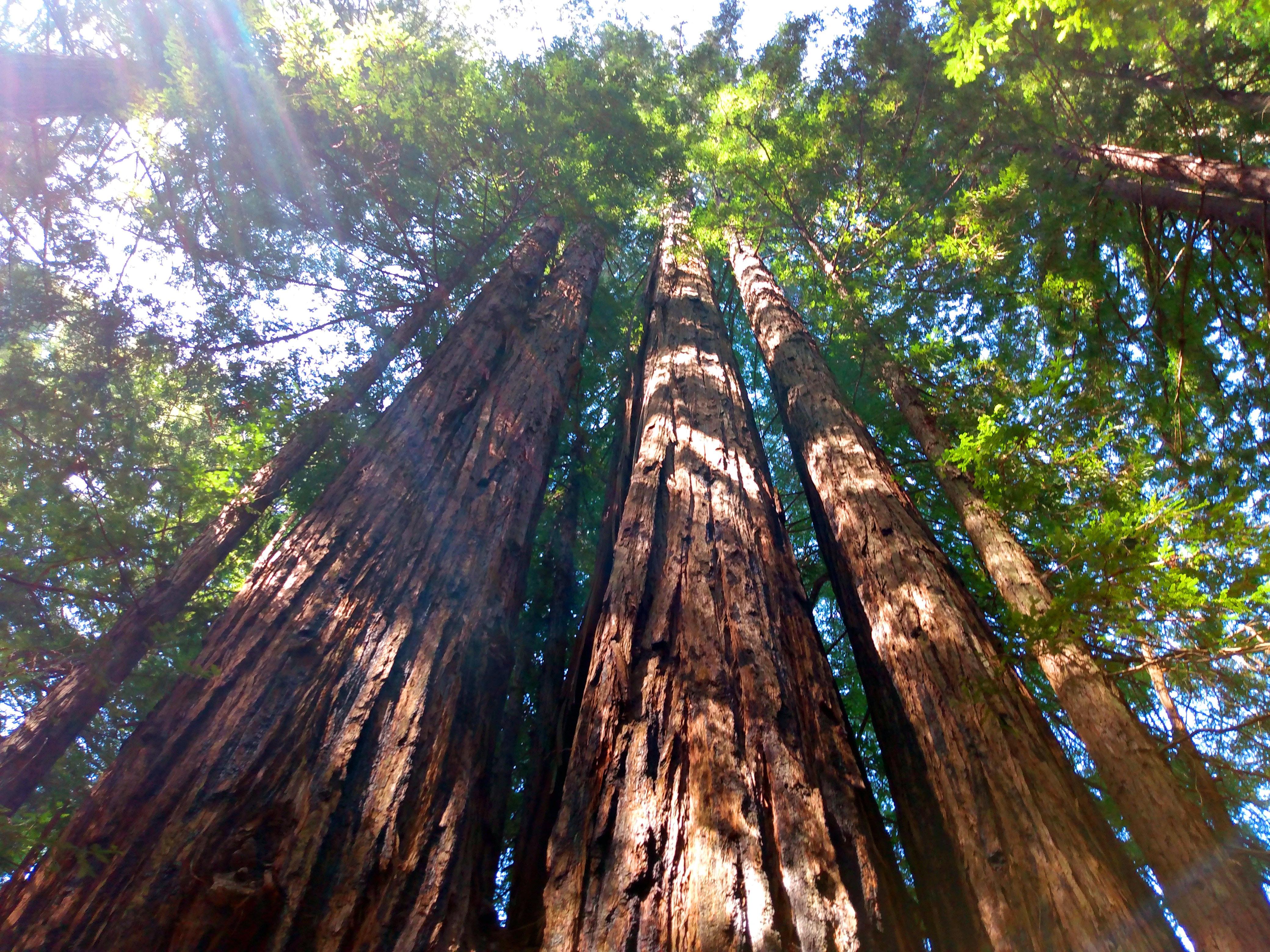 Unusual Trees of the World | Conservation International