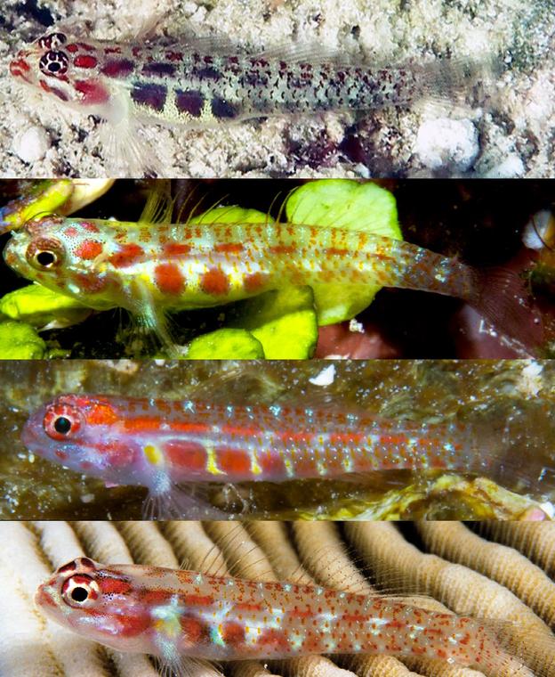 Biologist’s keen eye spots (another) new species in the Pacific ...