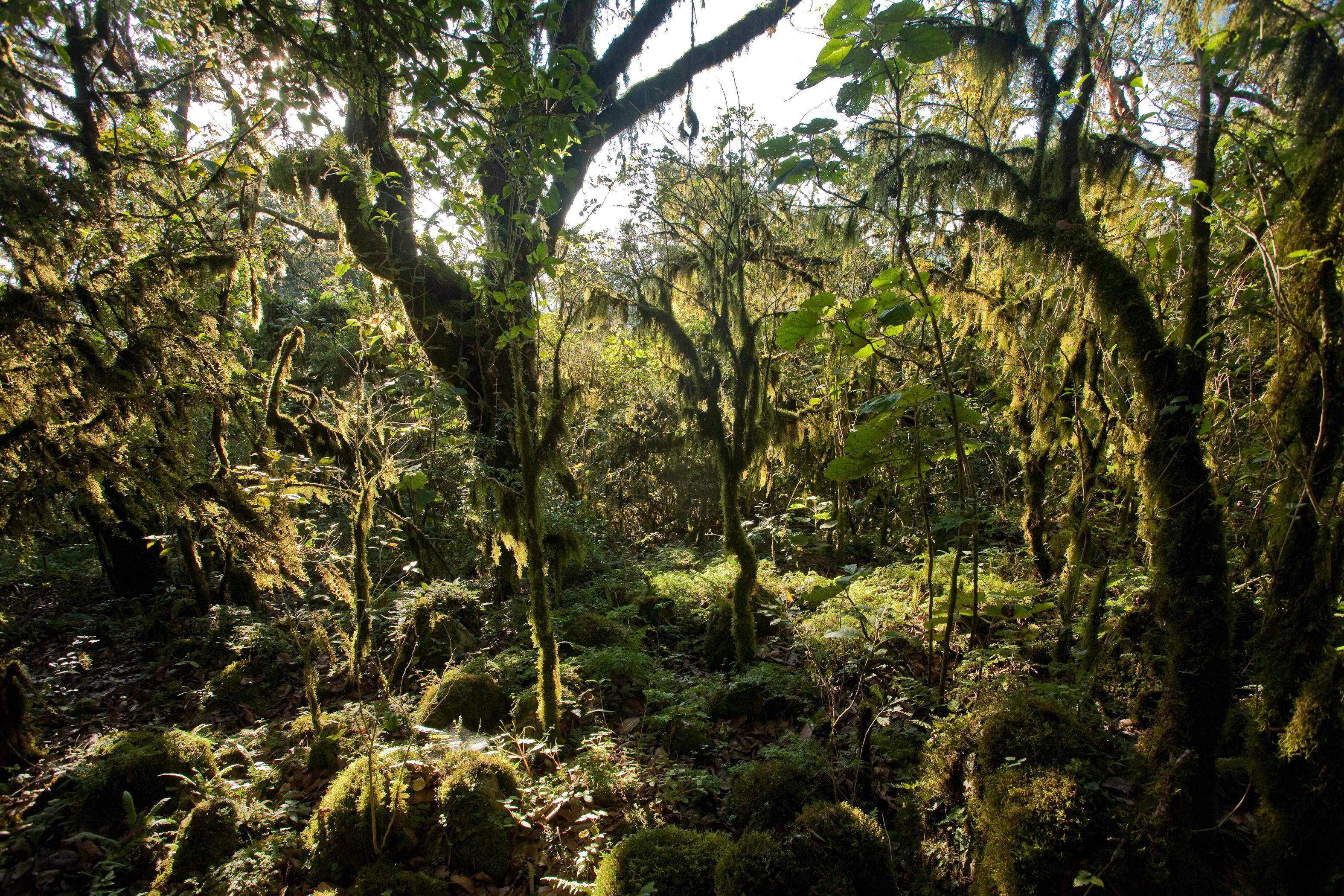 What on Earth is a ‘non-timber forest product’? | Conservation ...