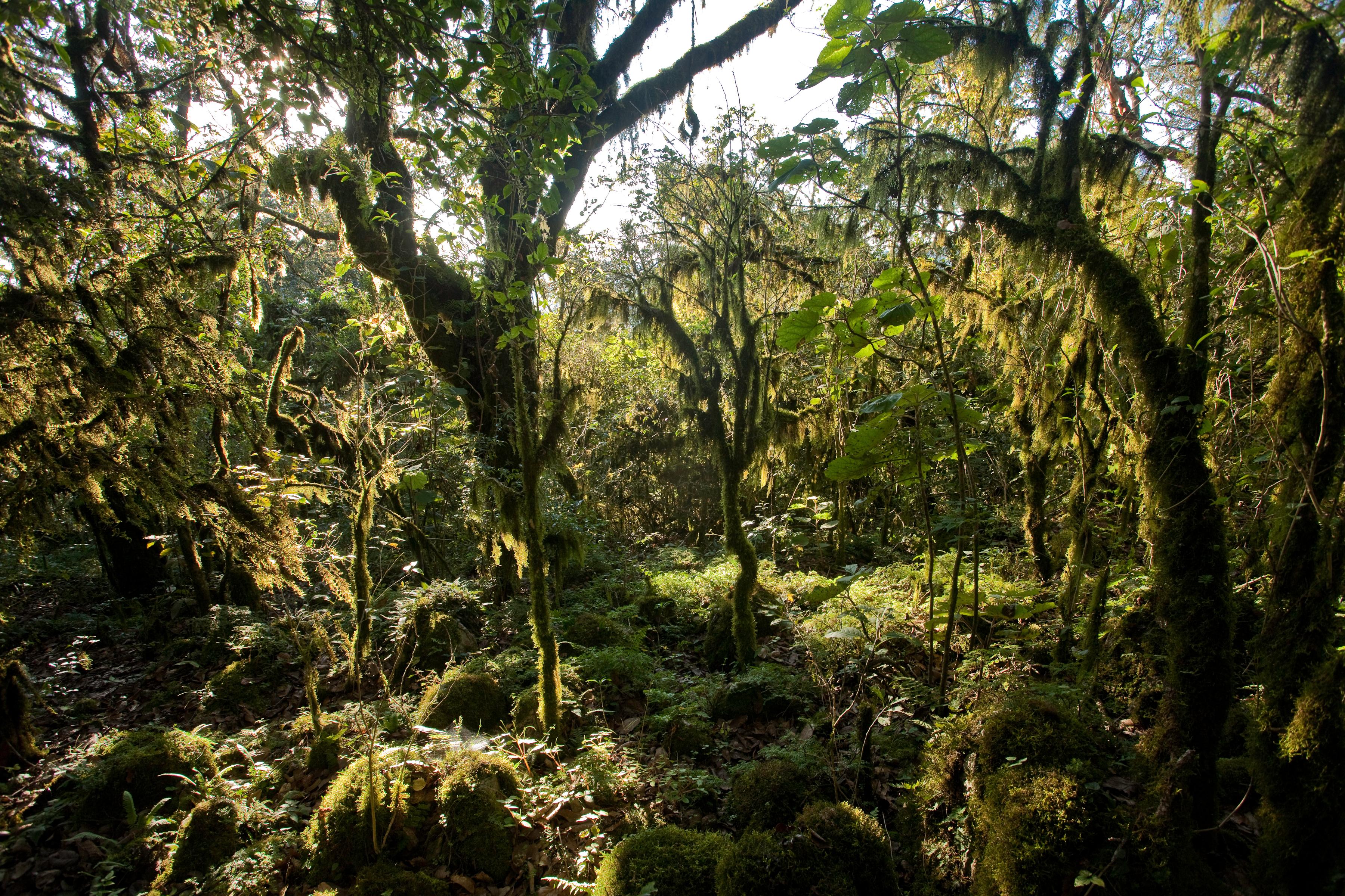 What on Earth is a ‘non-timber forest product’? | Conservation ...