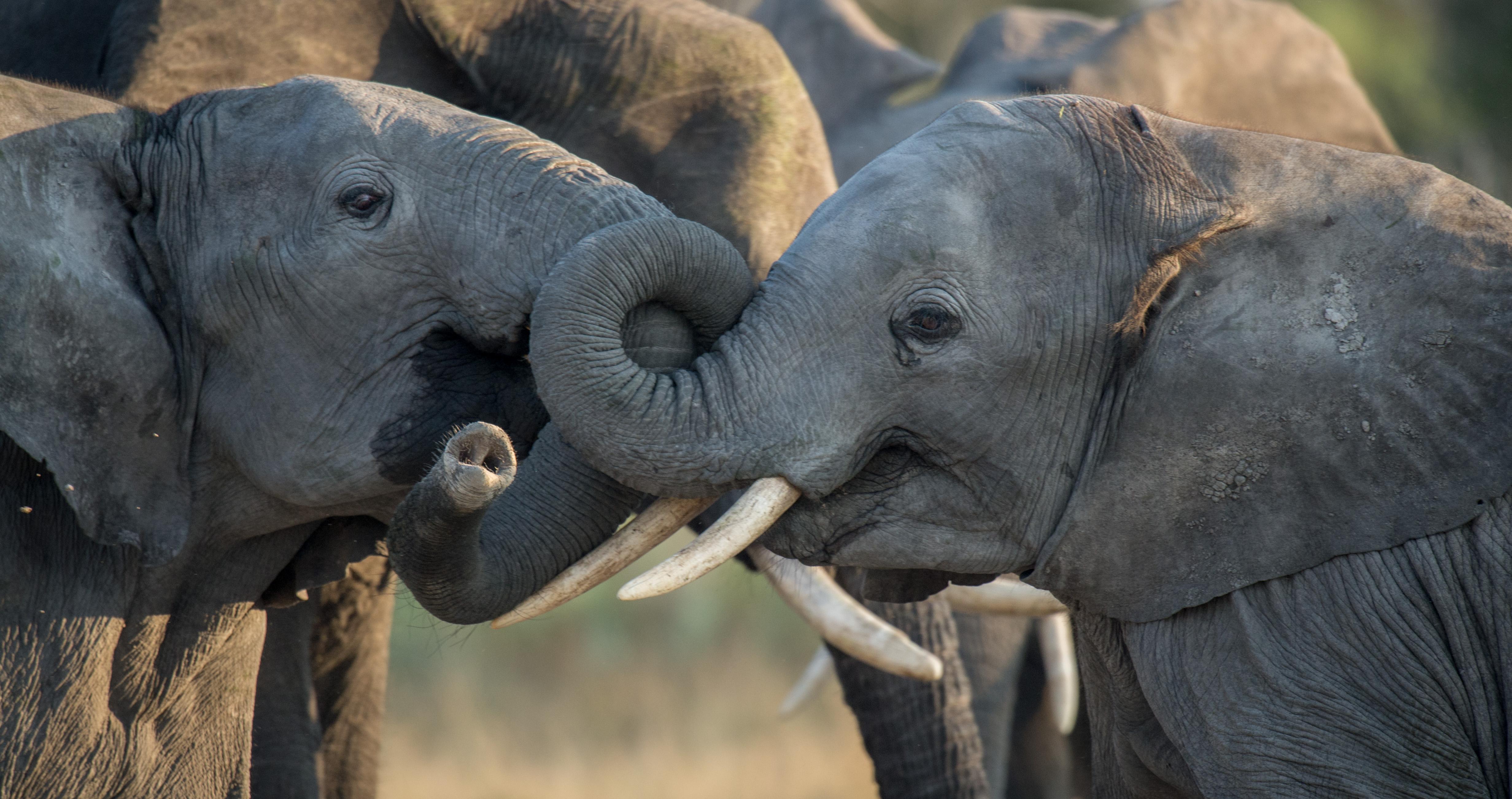 World Elephant Day: 3 stories to catch up on | Conservation International