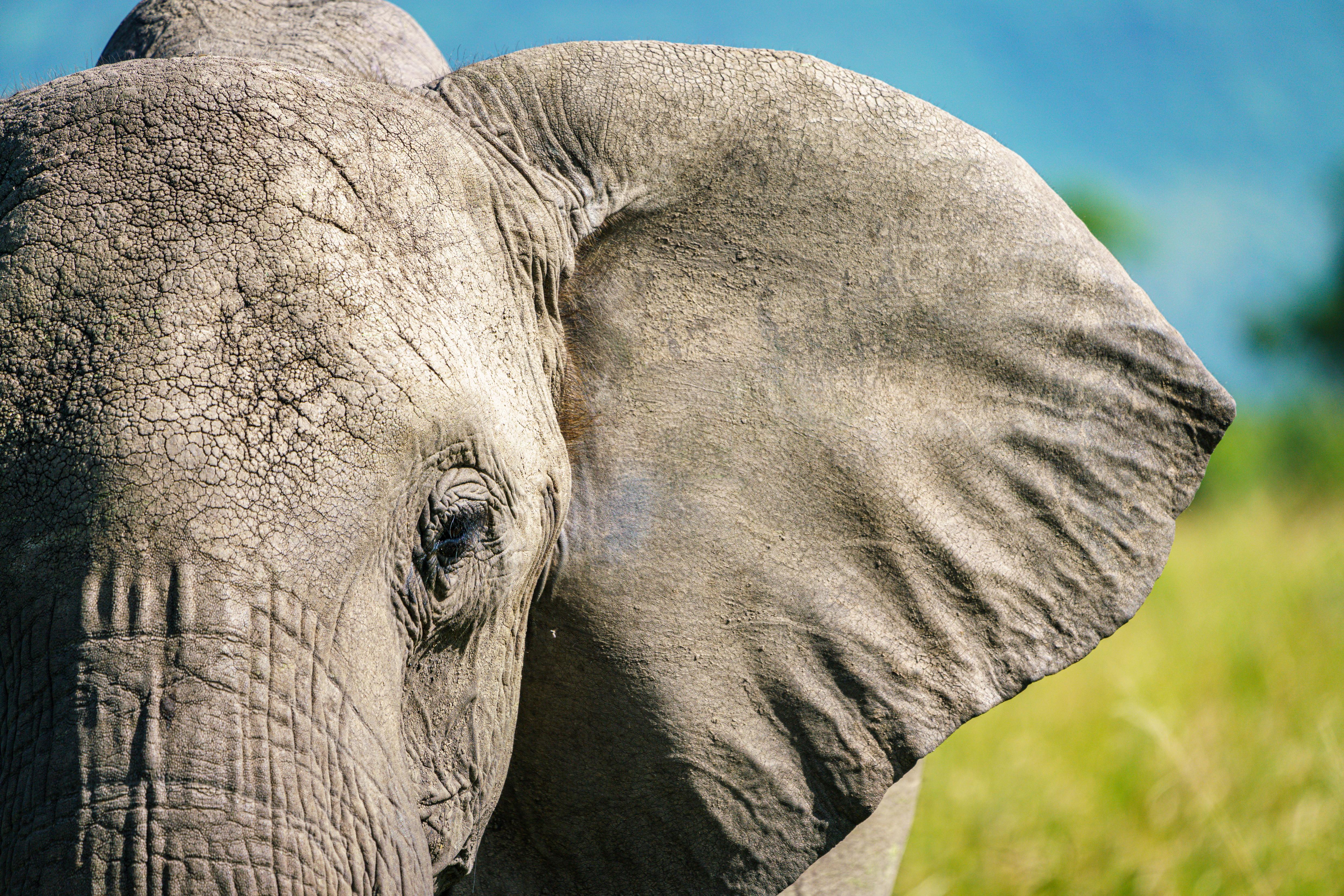 How Conservation International protects elephants | Conservation ...