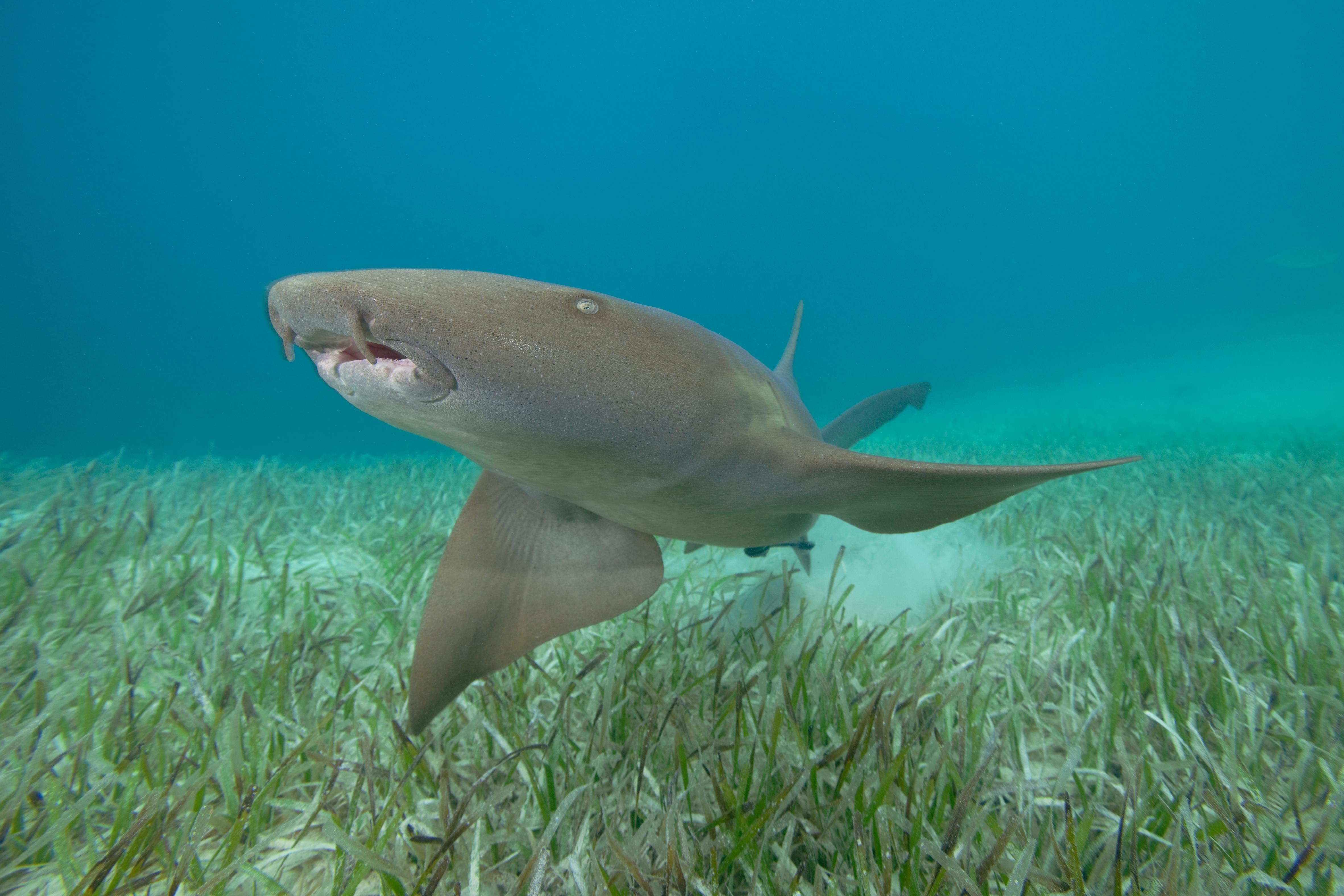 Facts about sharks | Conservation International