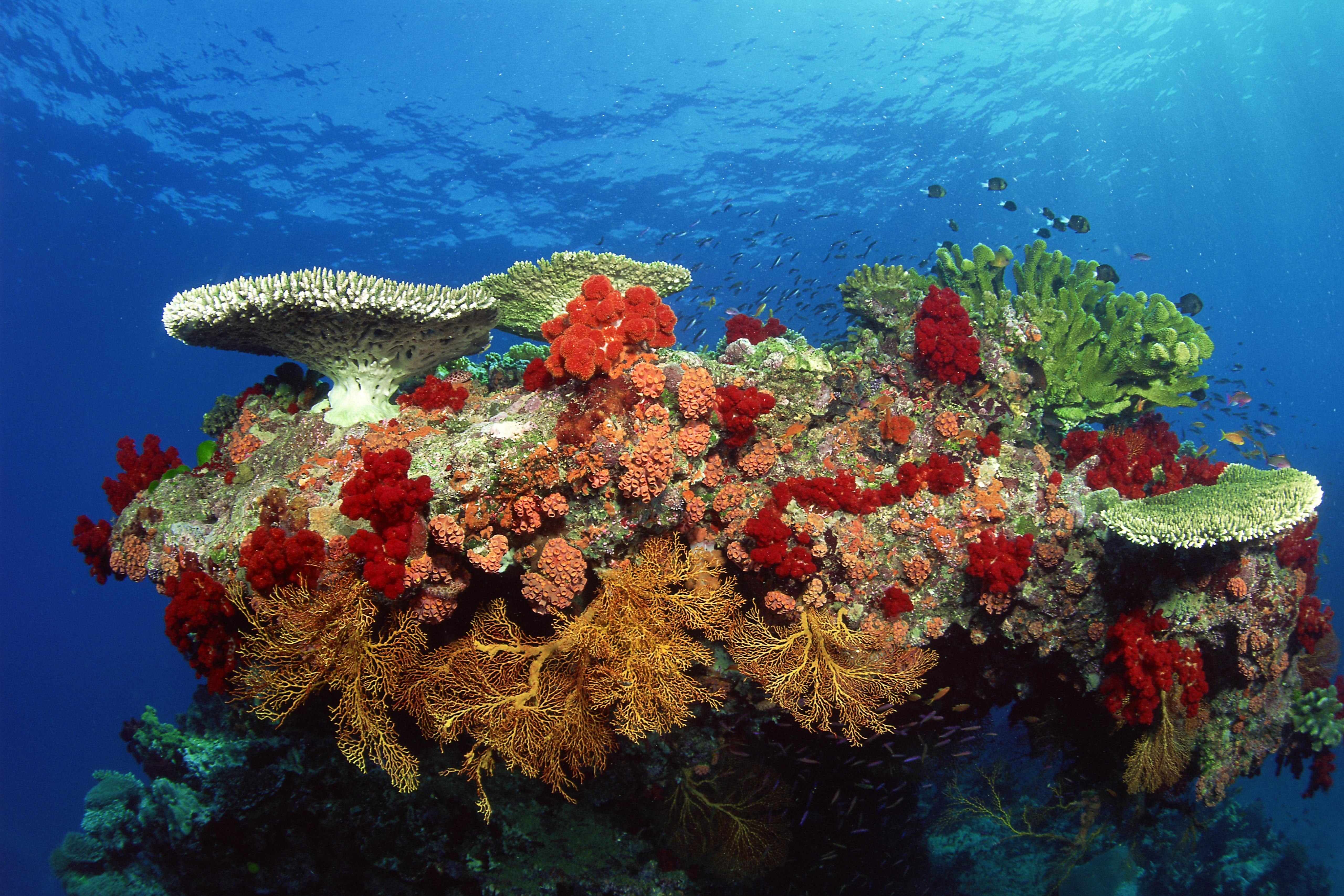 Samoa | Conservation International