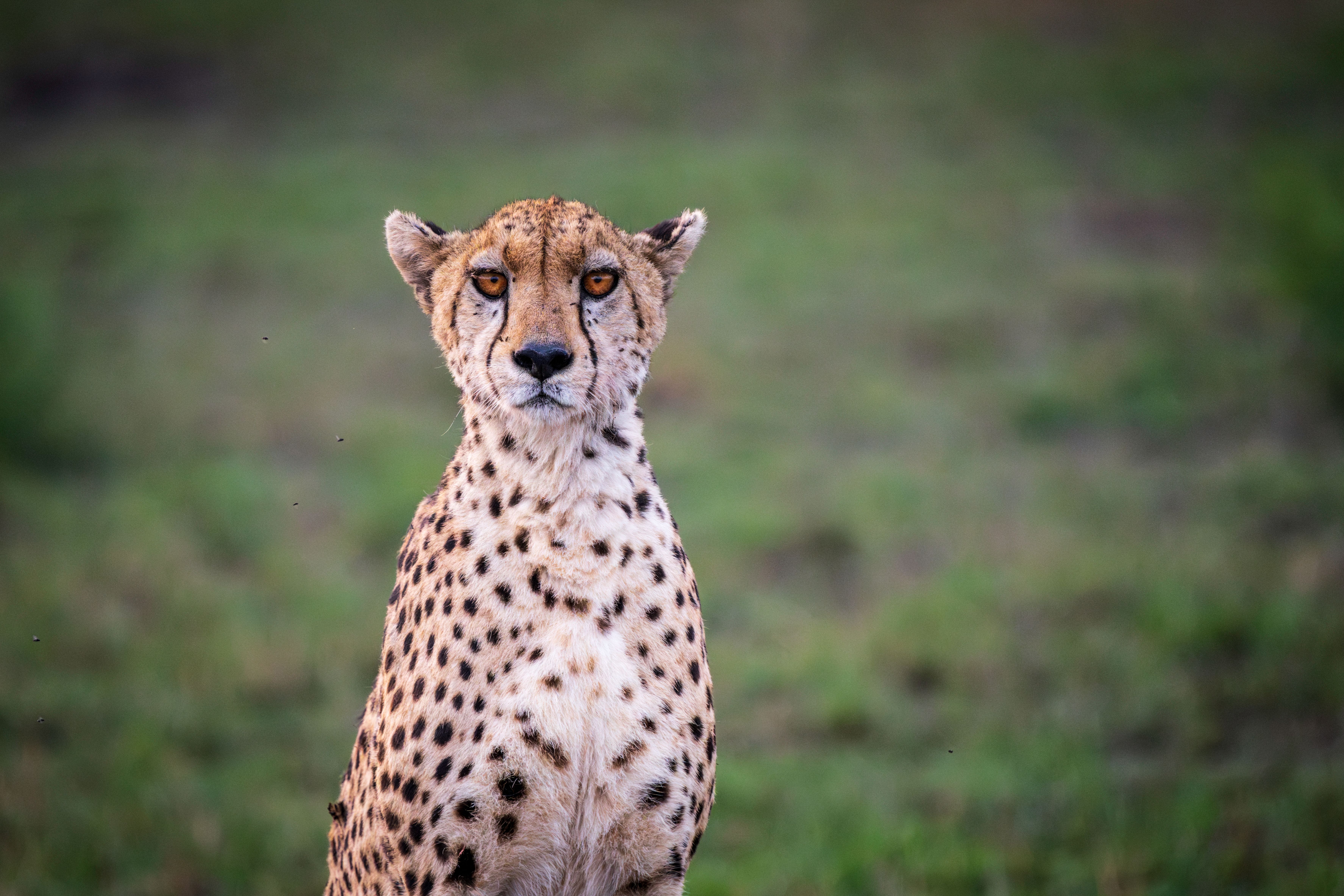 Heal our planet by protecting Africa’s future | Conservation International