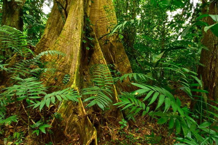 Biological Treasures of the "Lost City of the Monkey God" in Honduras ...