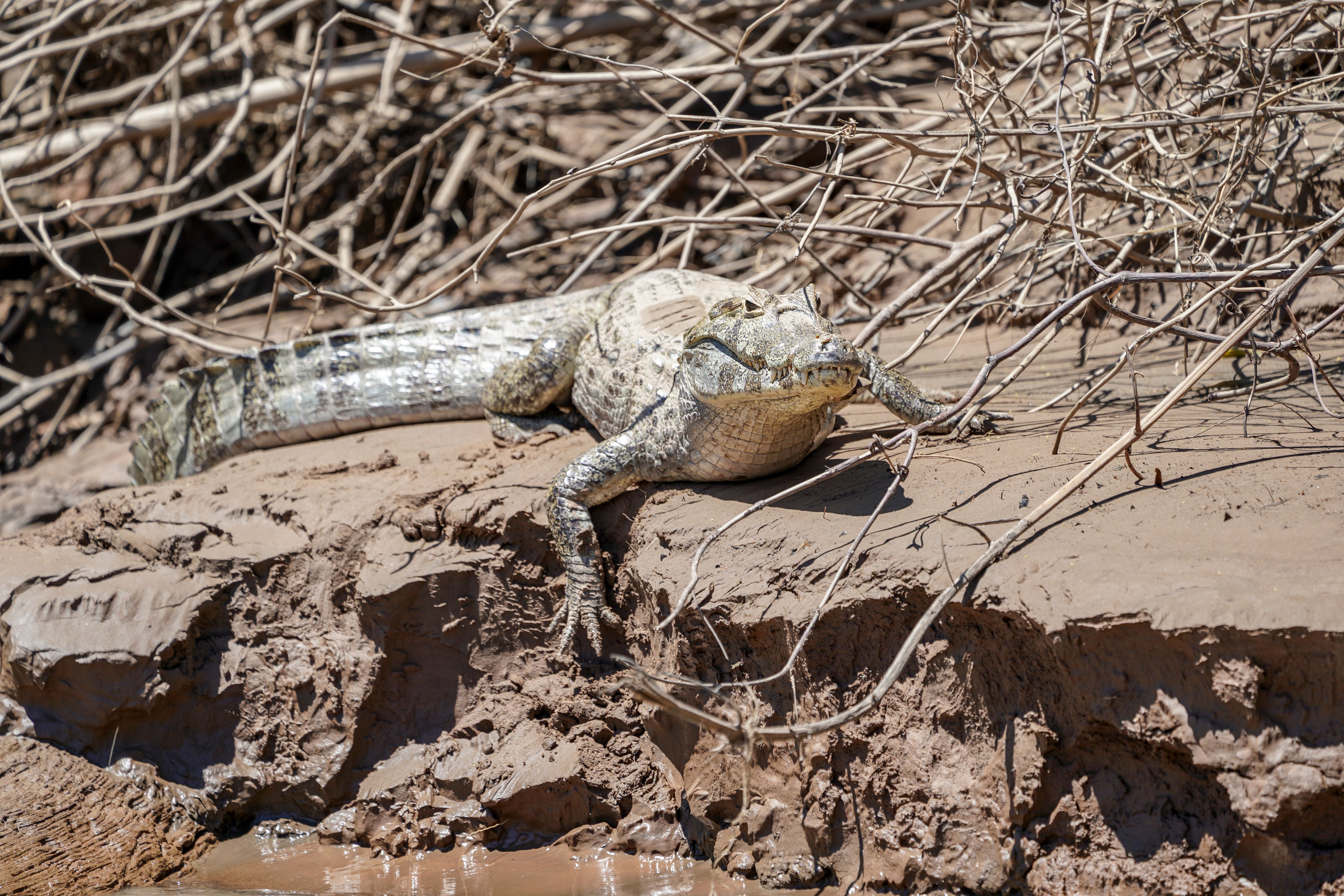 News spotlight: How Indigenous communities brought a sacred caiman back ...