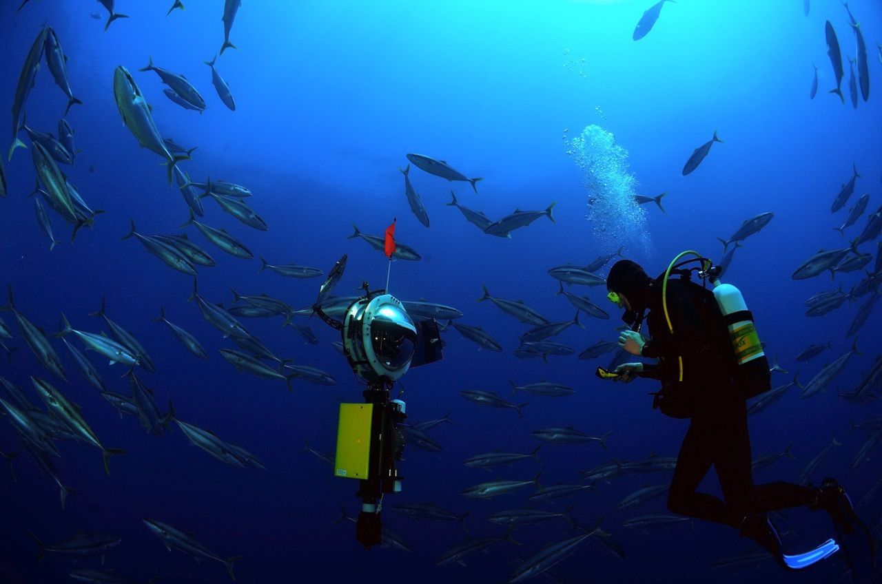 In the high seas, scientists uncover a ‘vortex of life’ | Conservation ...