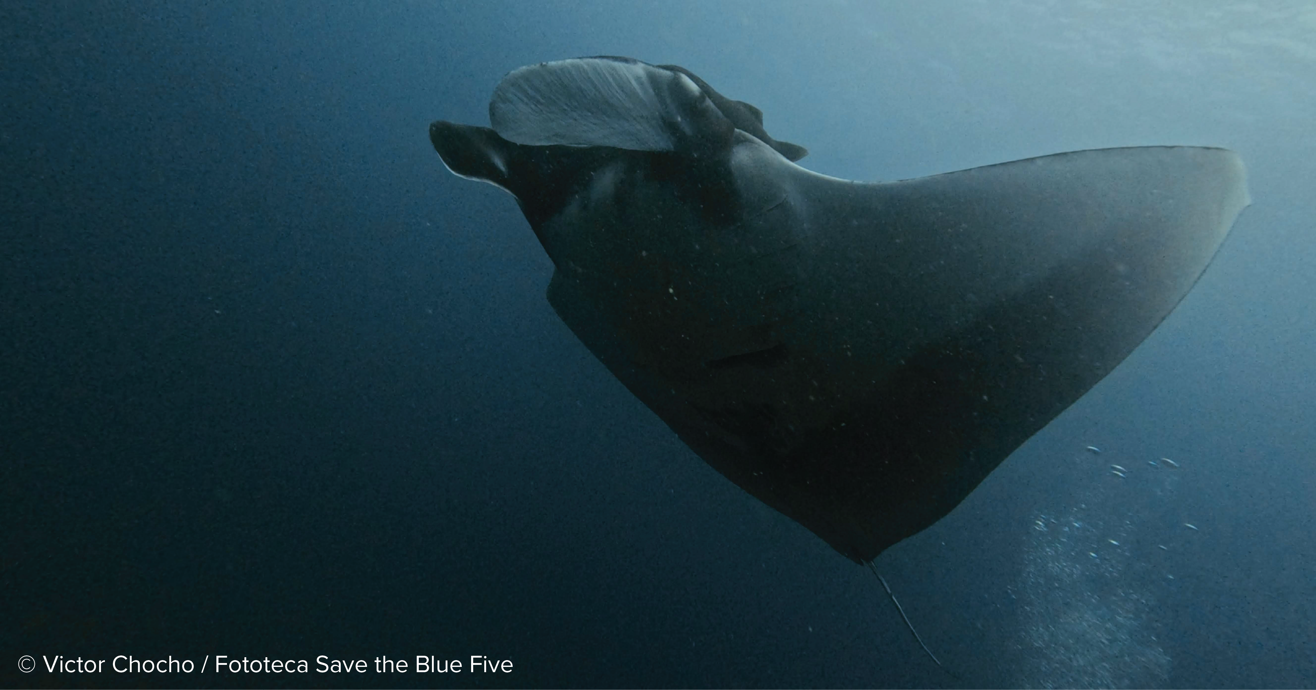“Save the Blue Five” une a seis países para proteger la megafauna ...