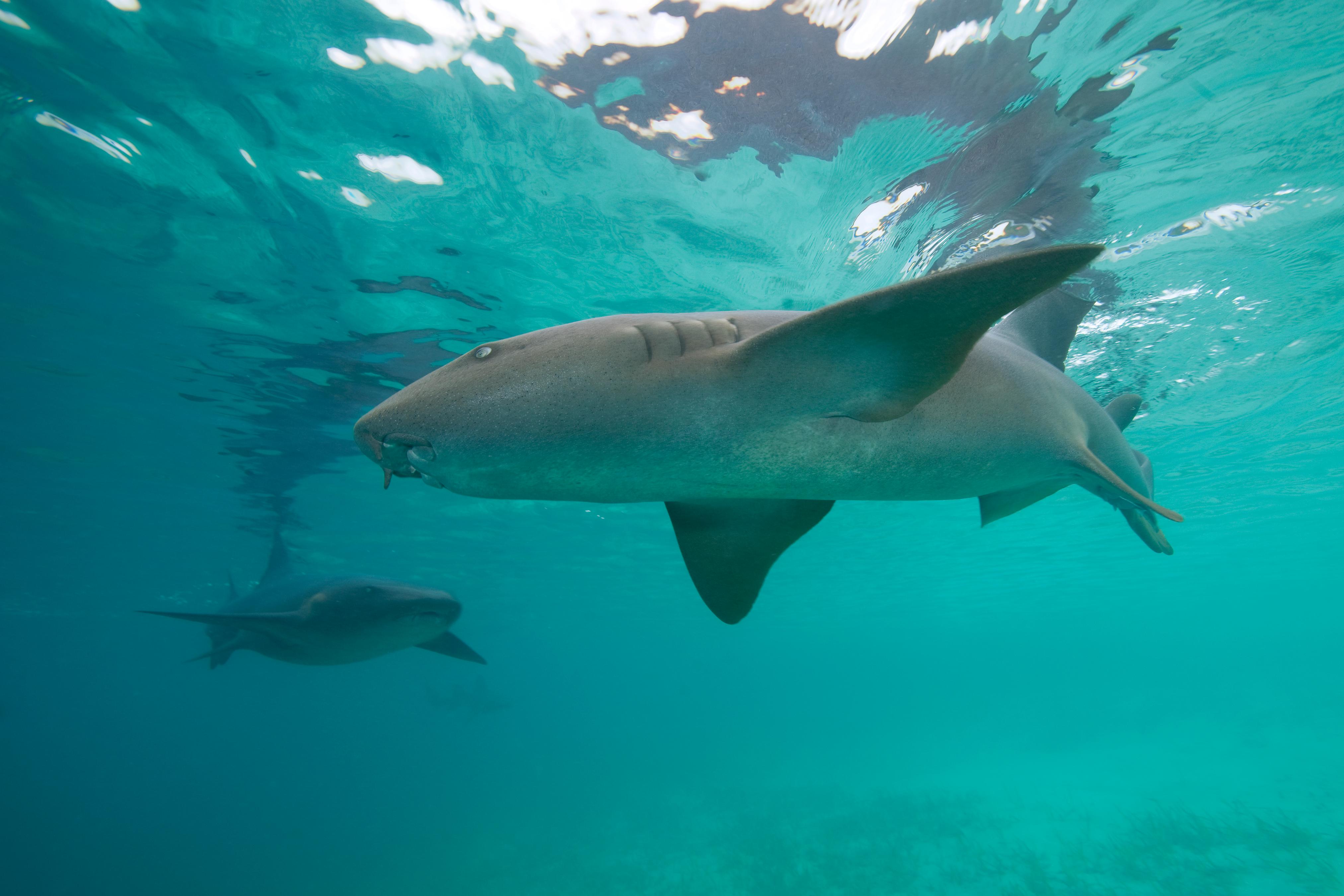 Facts about sharks | Conservation International