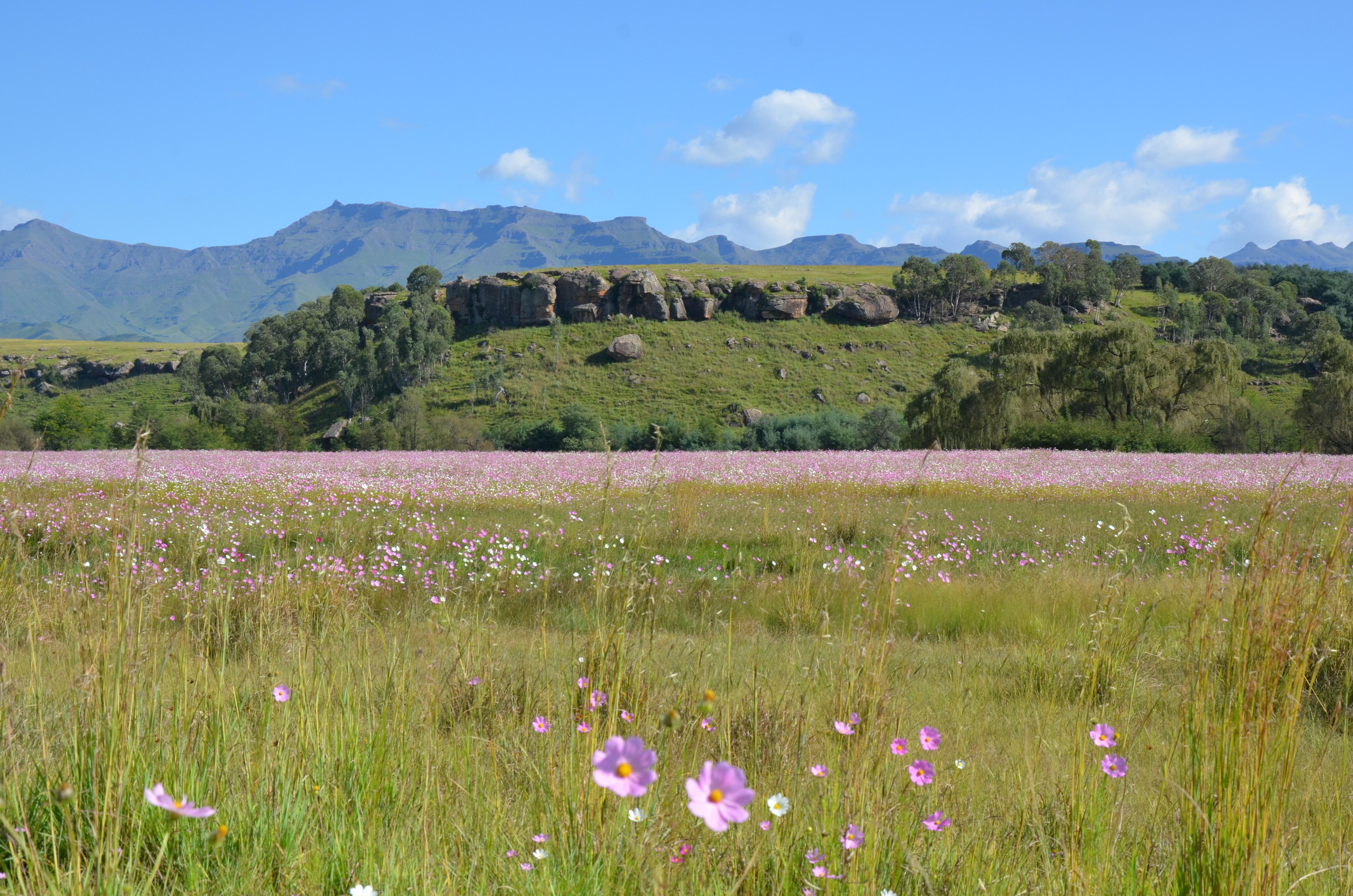 Saving the Savanna | Conservation International