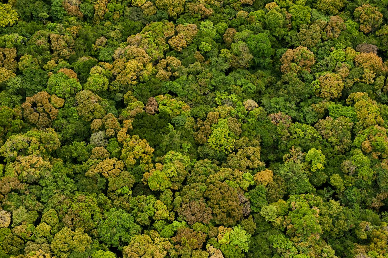 How cool are forests? A hot new study has answers | Conservation ...