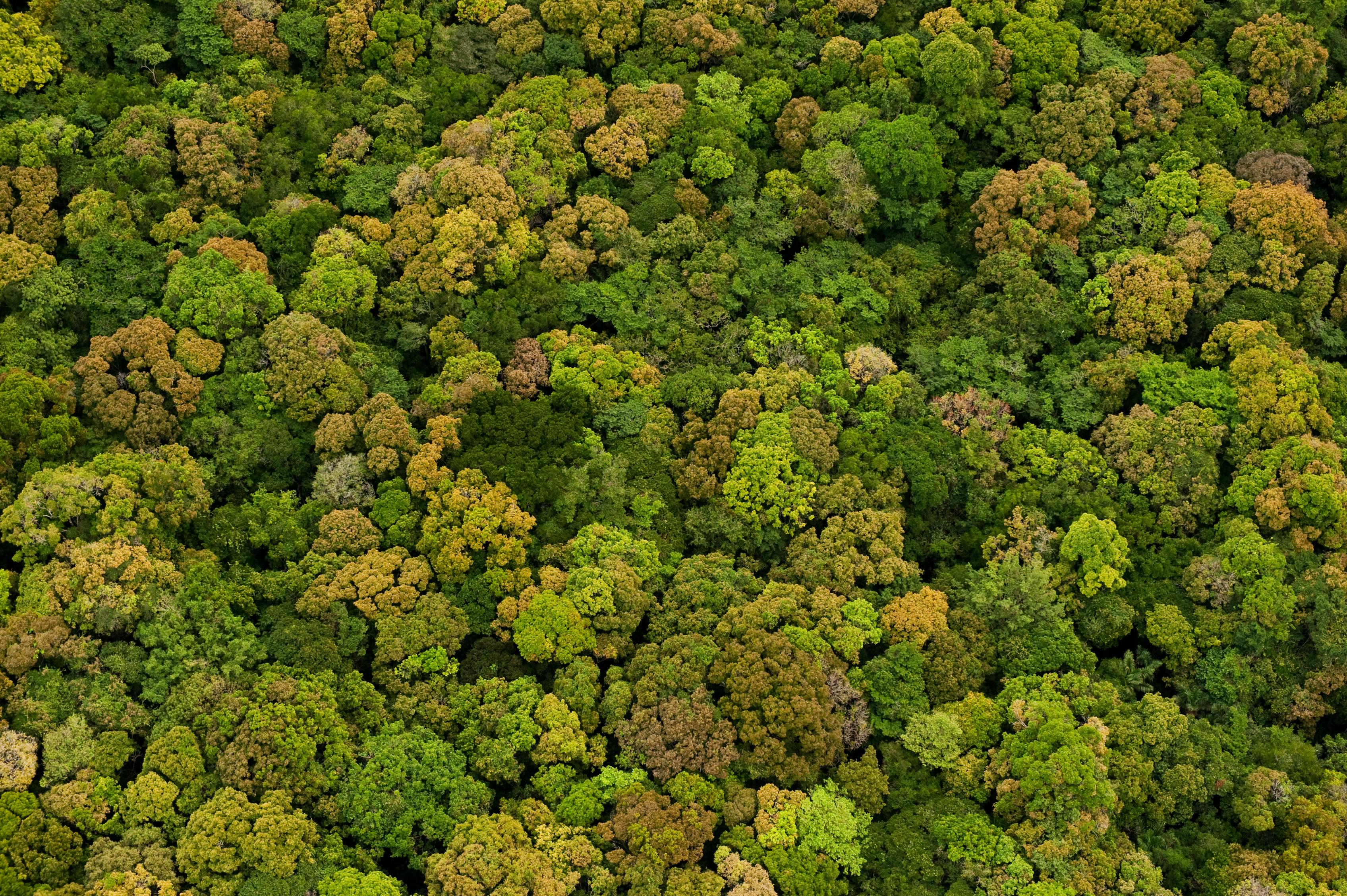 How cool are forests? A hot new study has answers | Conservation ...