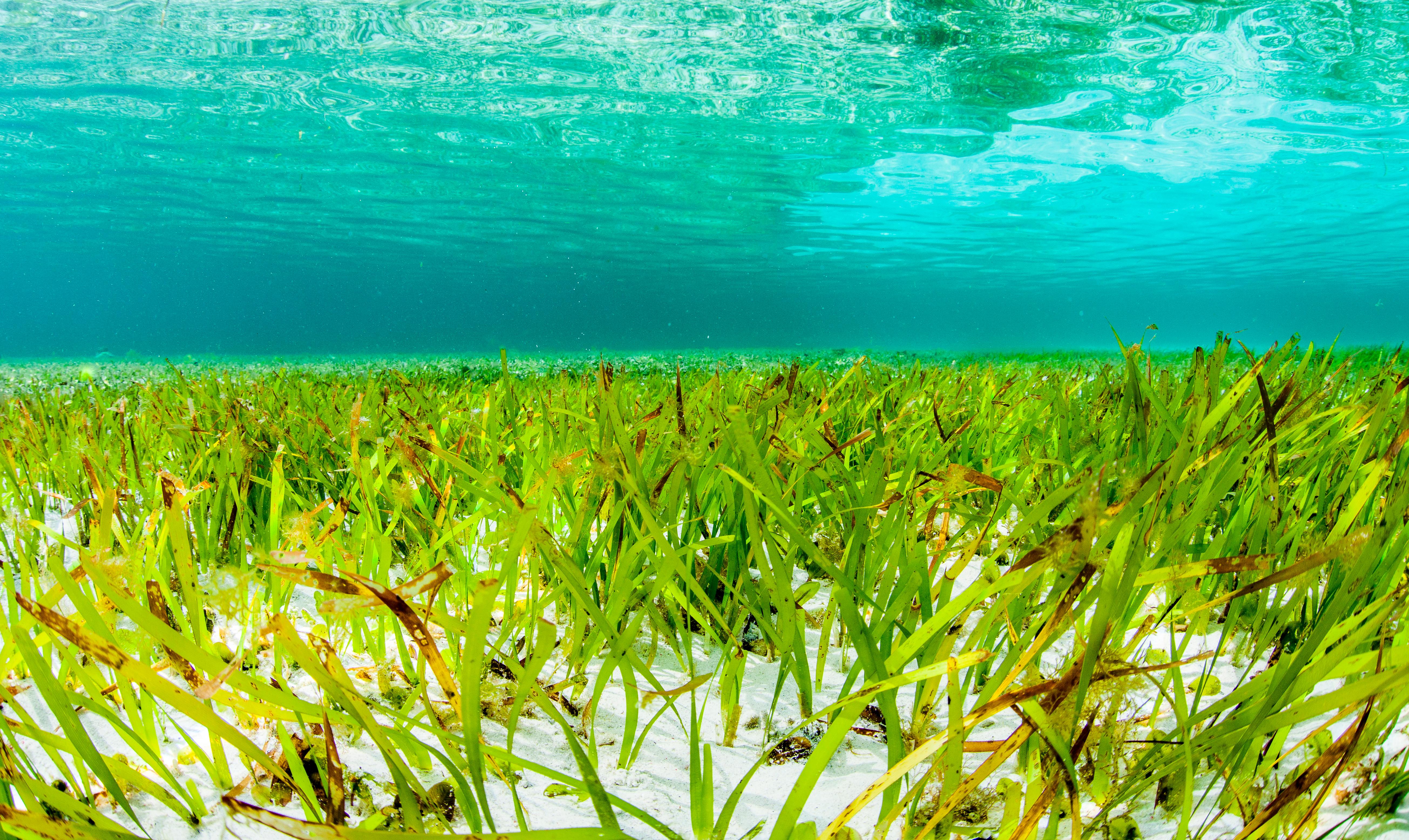 Our Blue Carbon Program Conservation International