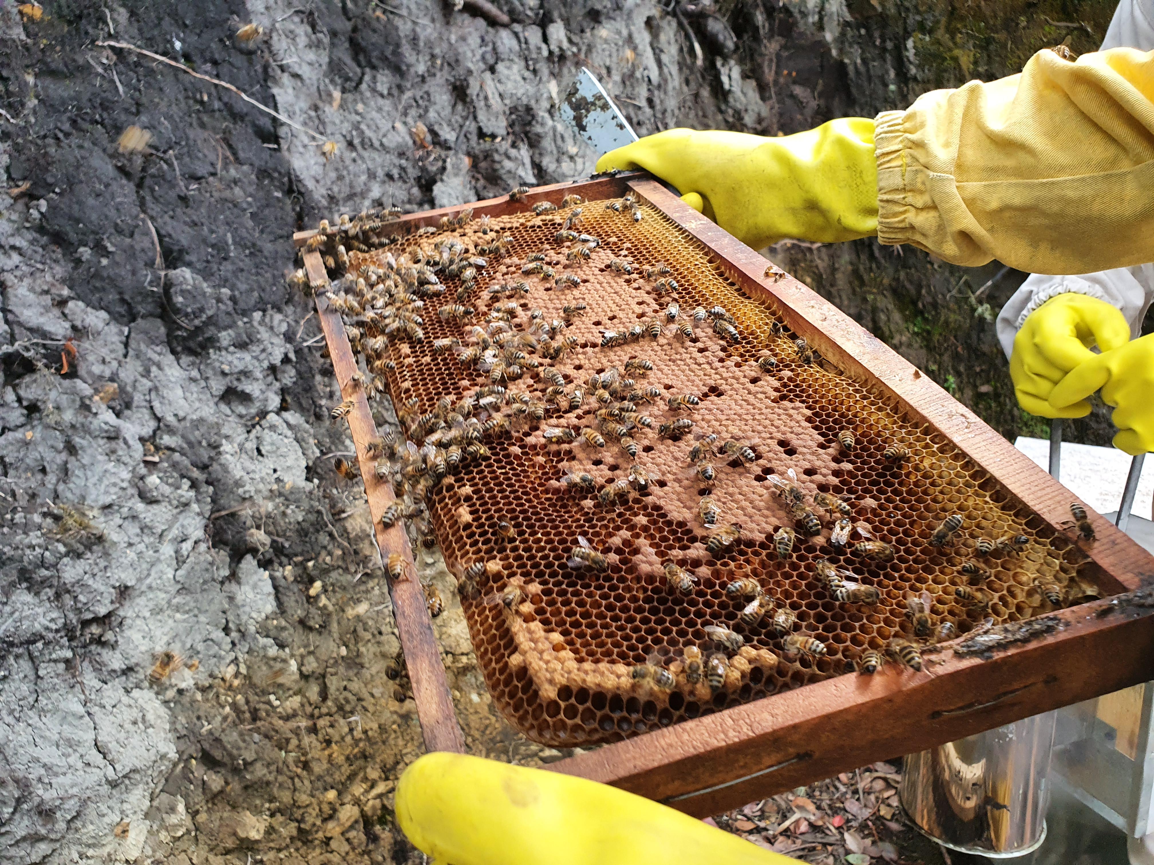 Beekeeping as a conservation tool | Conservation International