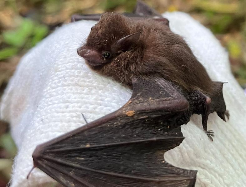 In an undisturbed cave, expedition finds ‘microbats’ once thought lost ...