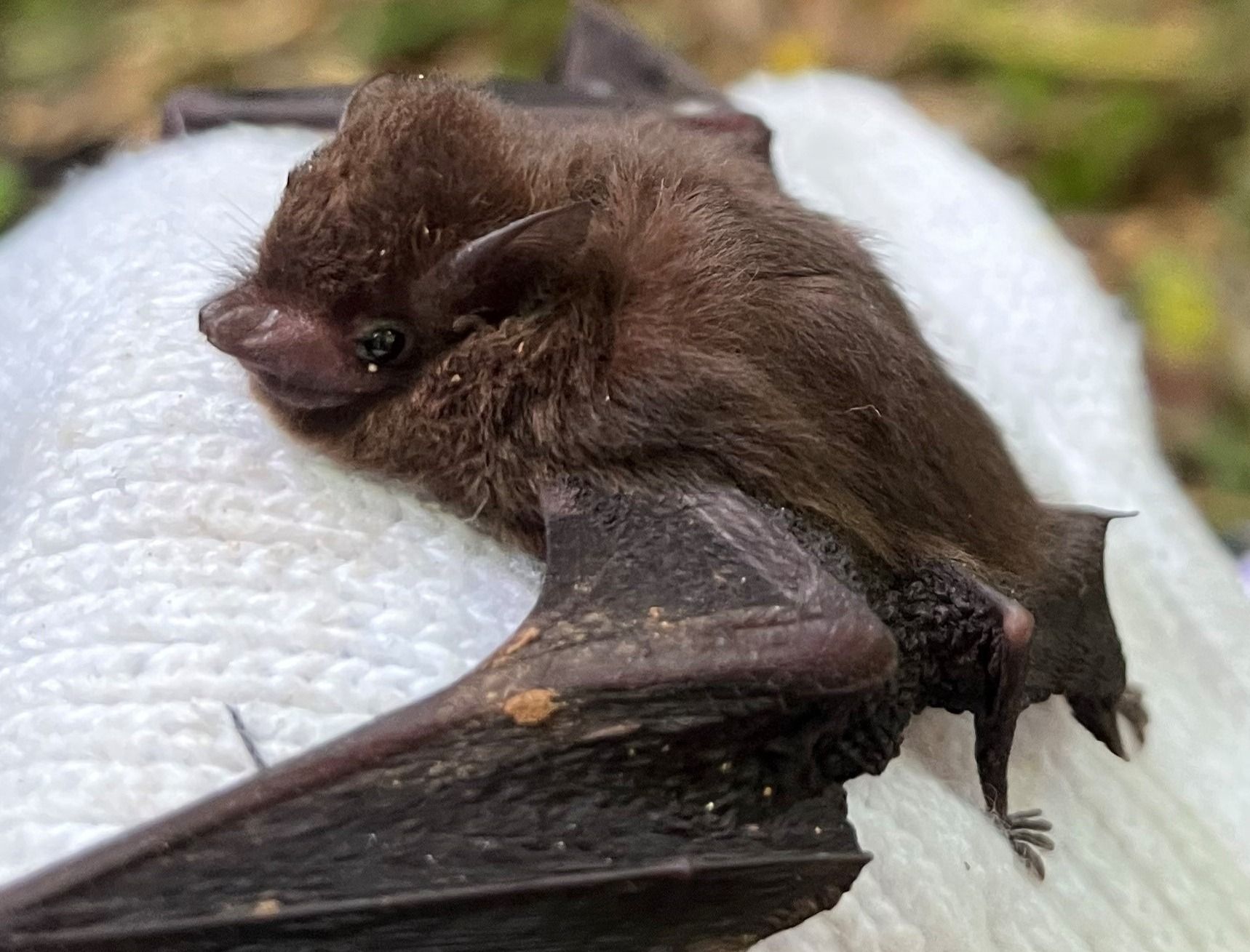 ‘Bat-tastic’ Discovery: Largest Known Pacific Bat Roost Revealed with ...