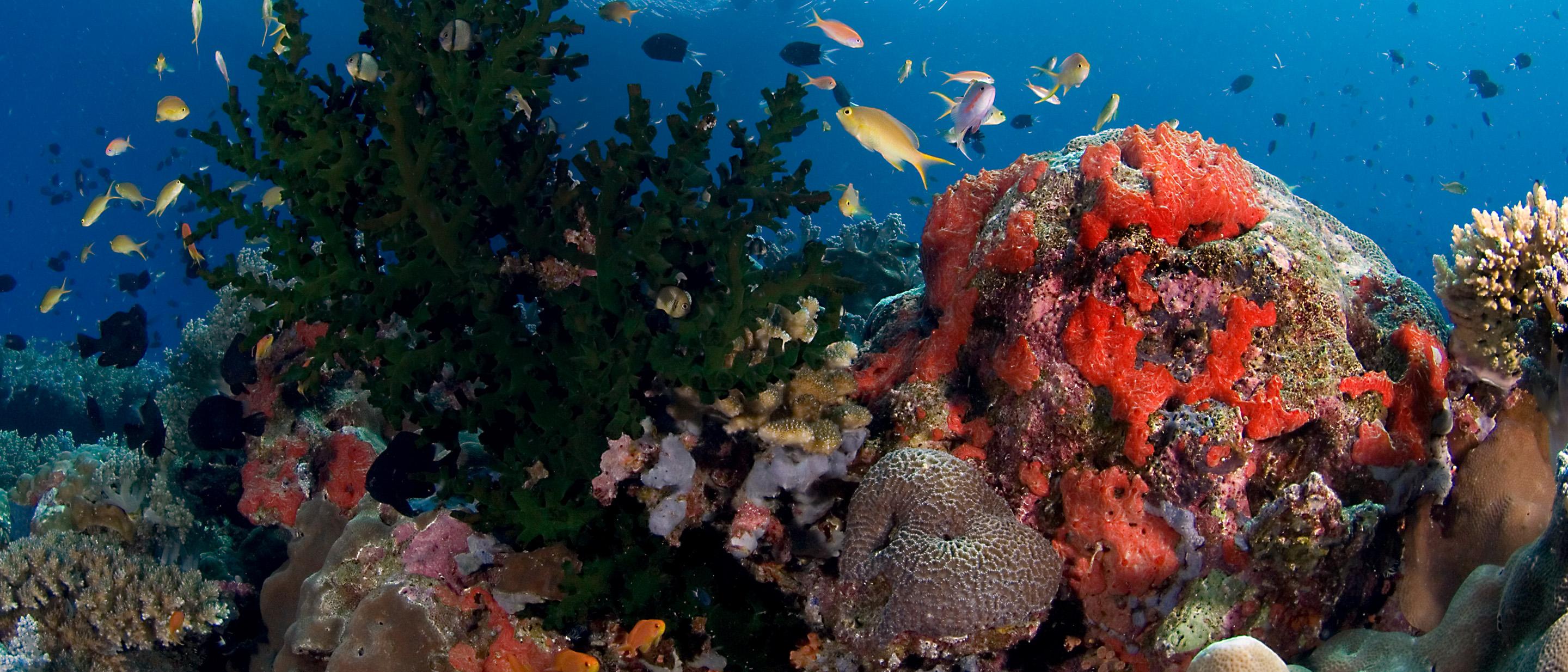 Our Priorities: Oceans | Conservation International