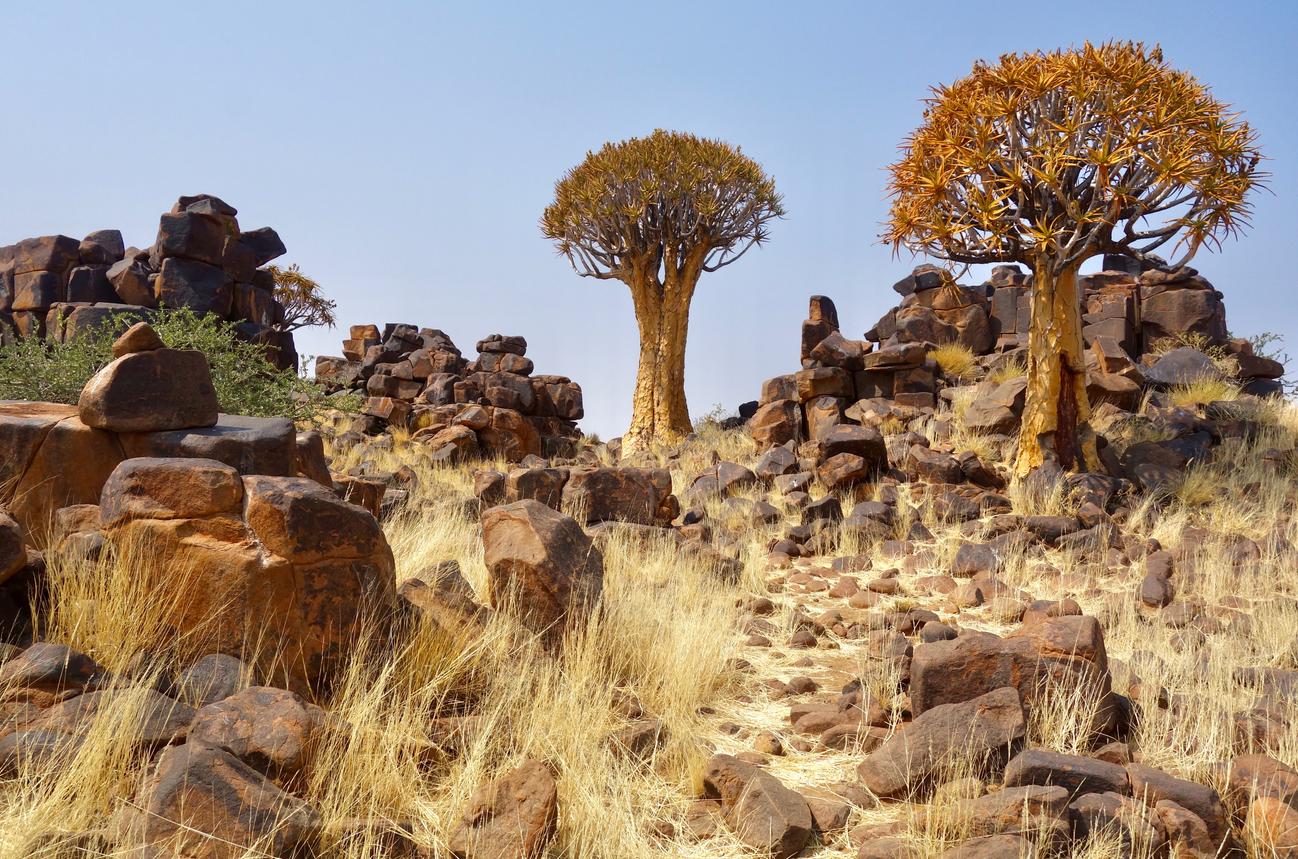 Unusual Trees of the World | Conservation International