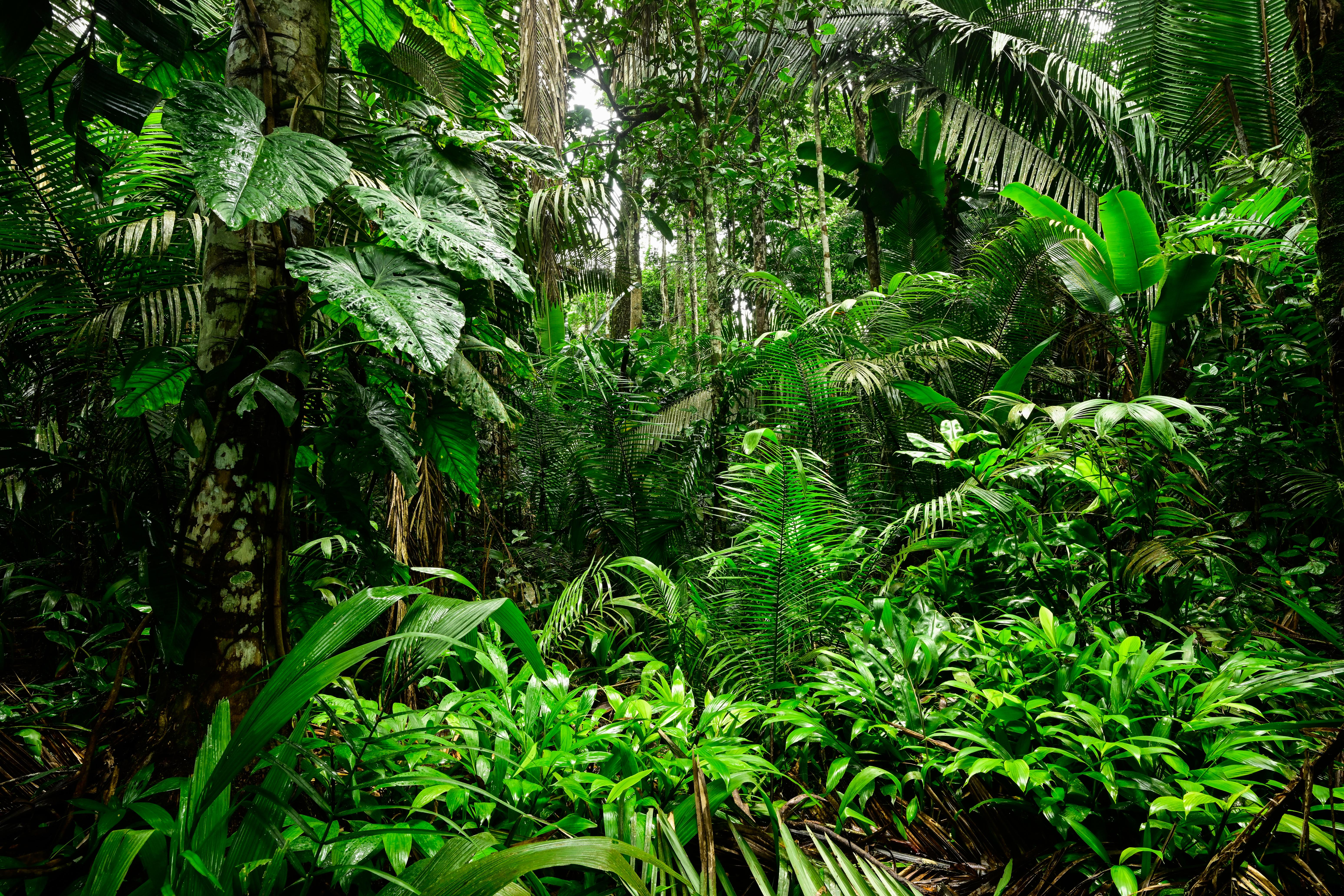 4 small towns take giant steps to protect the Amazon | Conservation ...