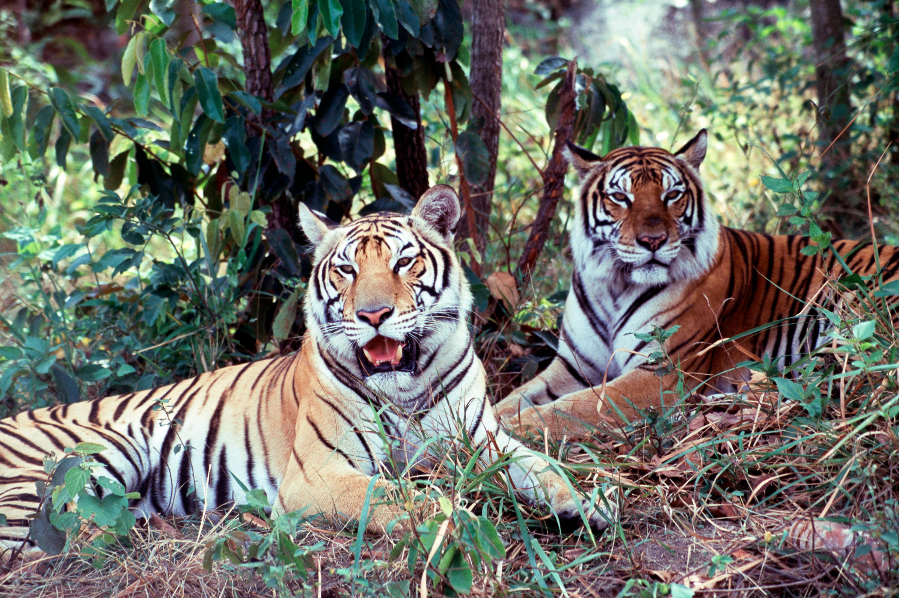 4 ways climate change is making life harder for tigers | Conservation ...