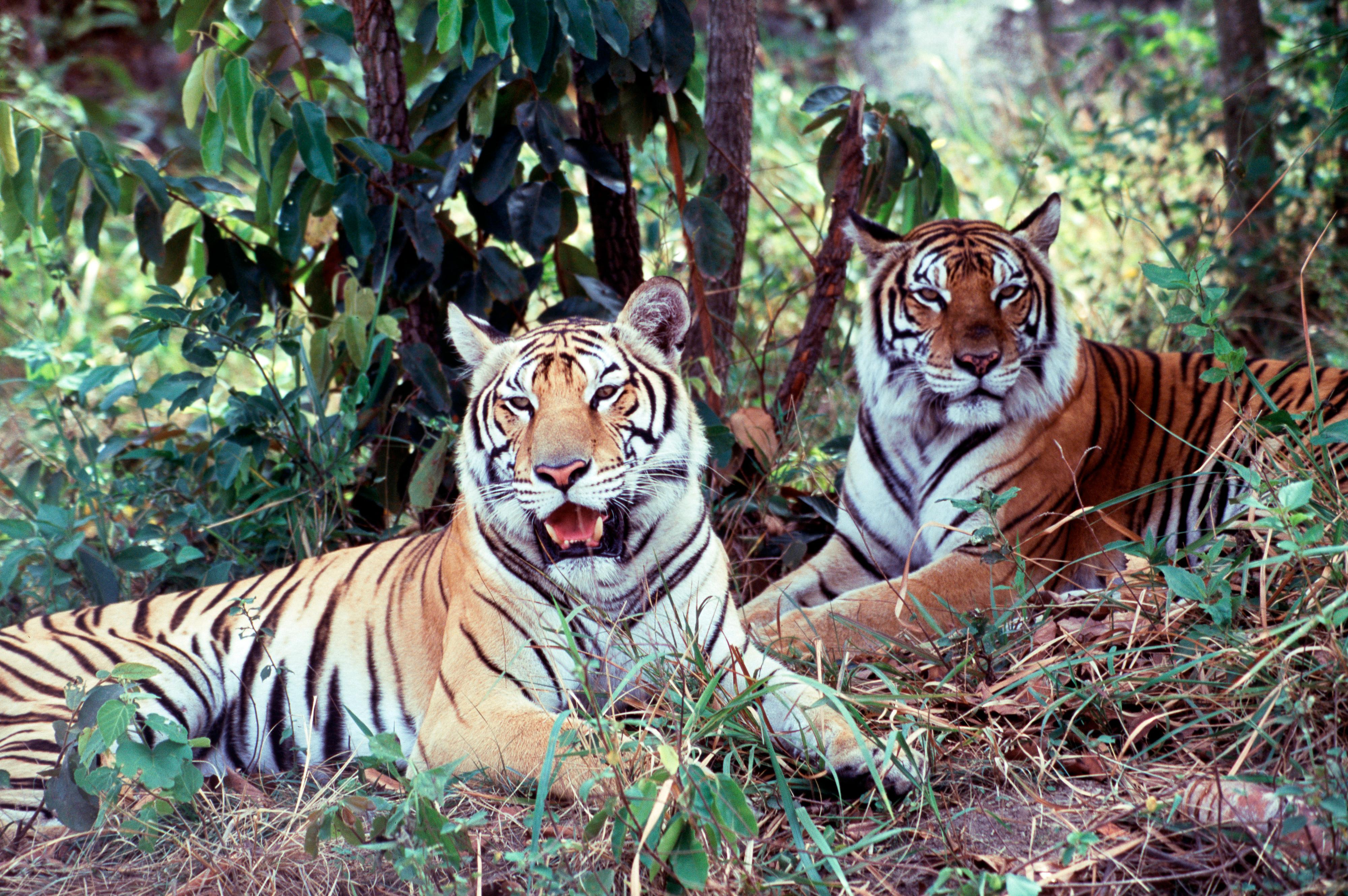 4 ways climate change is making life harder for tigers | Conservation ...