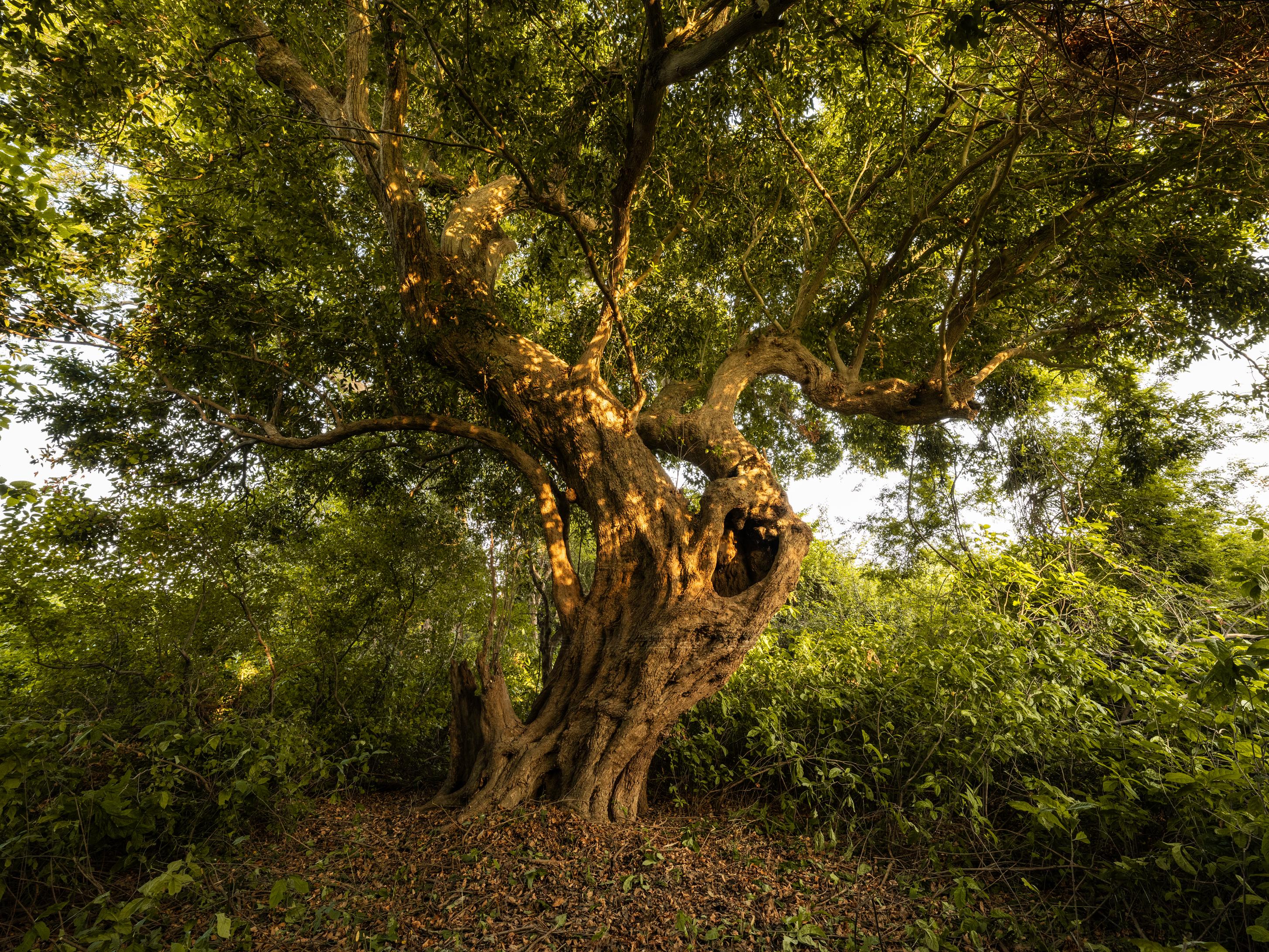 Protected areas slow the loss of Earth’s most critical carbon ...