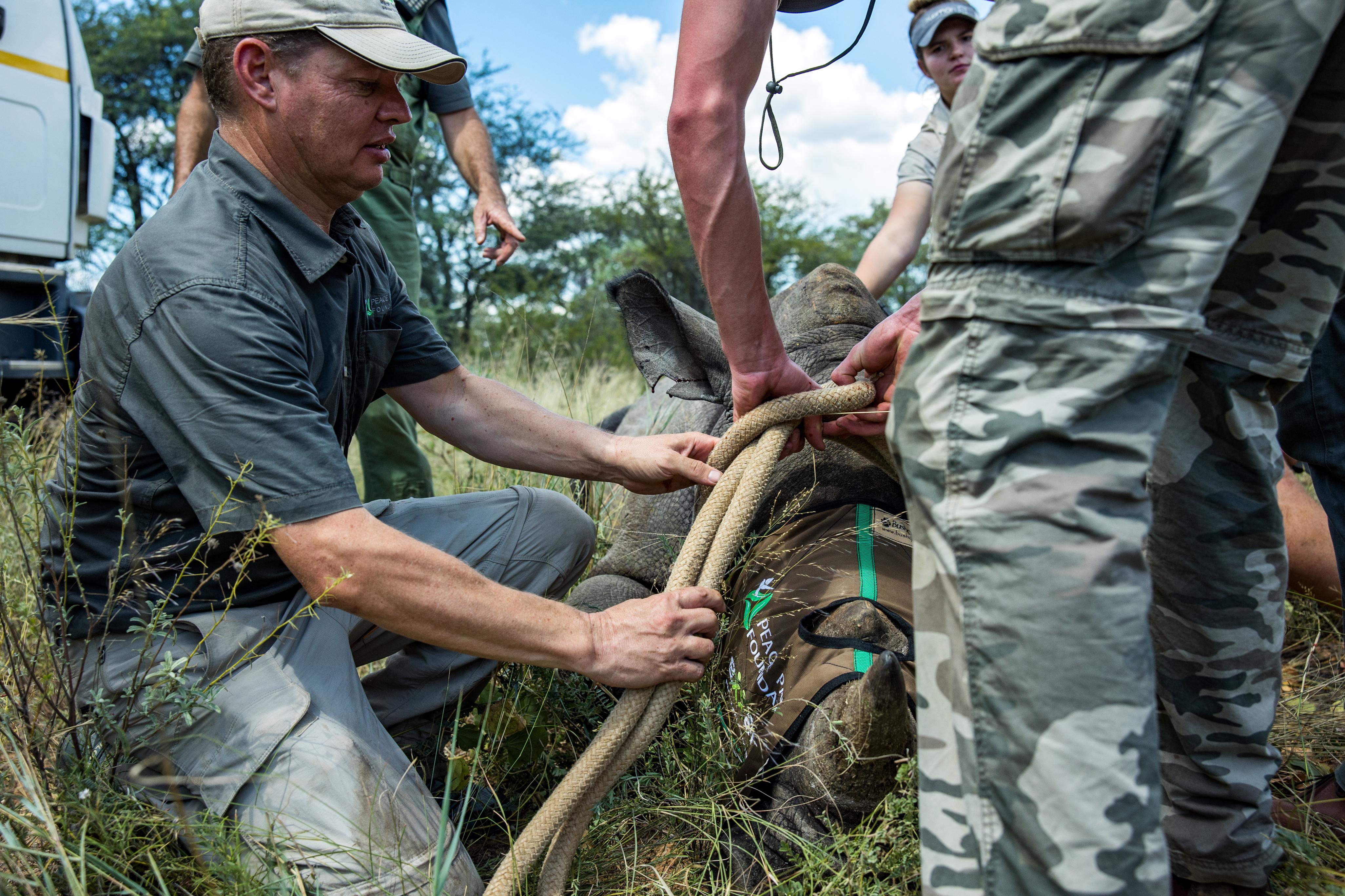 Long silenced, an African park roars back to life | Conservation ...