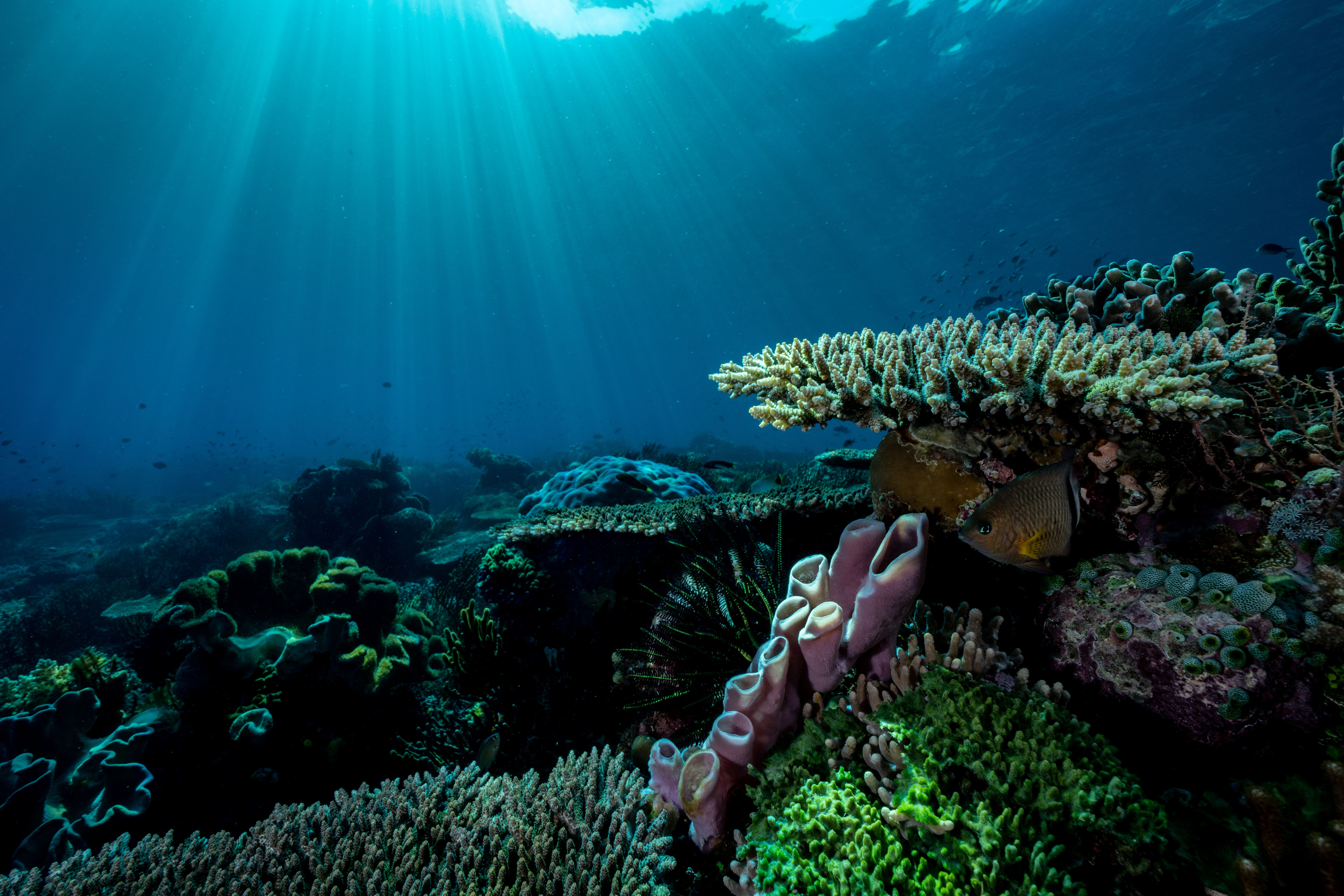 High Seas Policy Presents Historic Opportunity for Climate Change ...