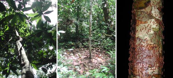 Unusual Trees of the World | Conservation International