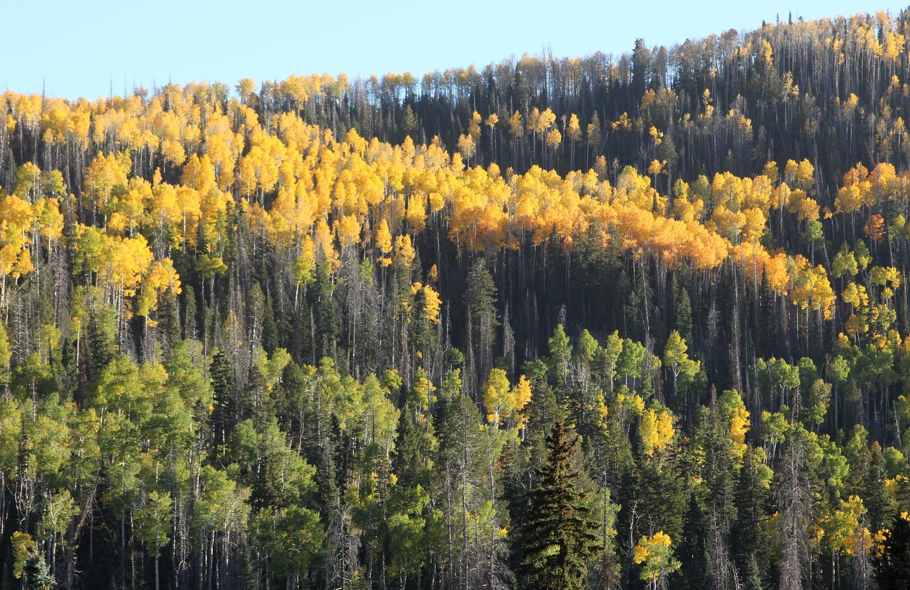 Unusual Trees of the World | Conservation International