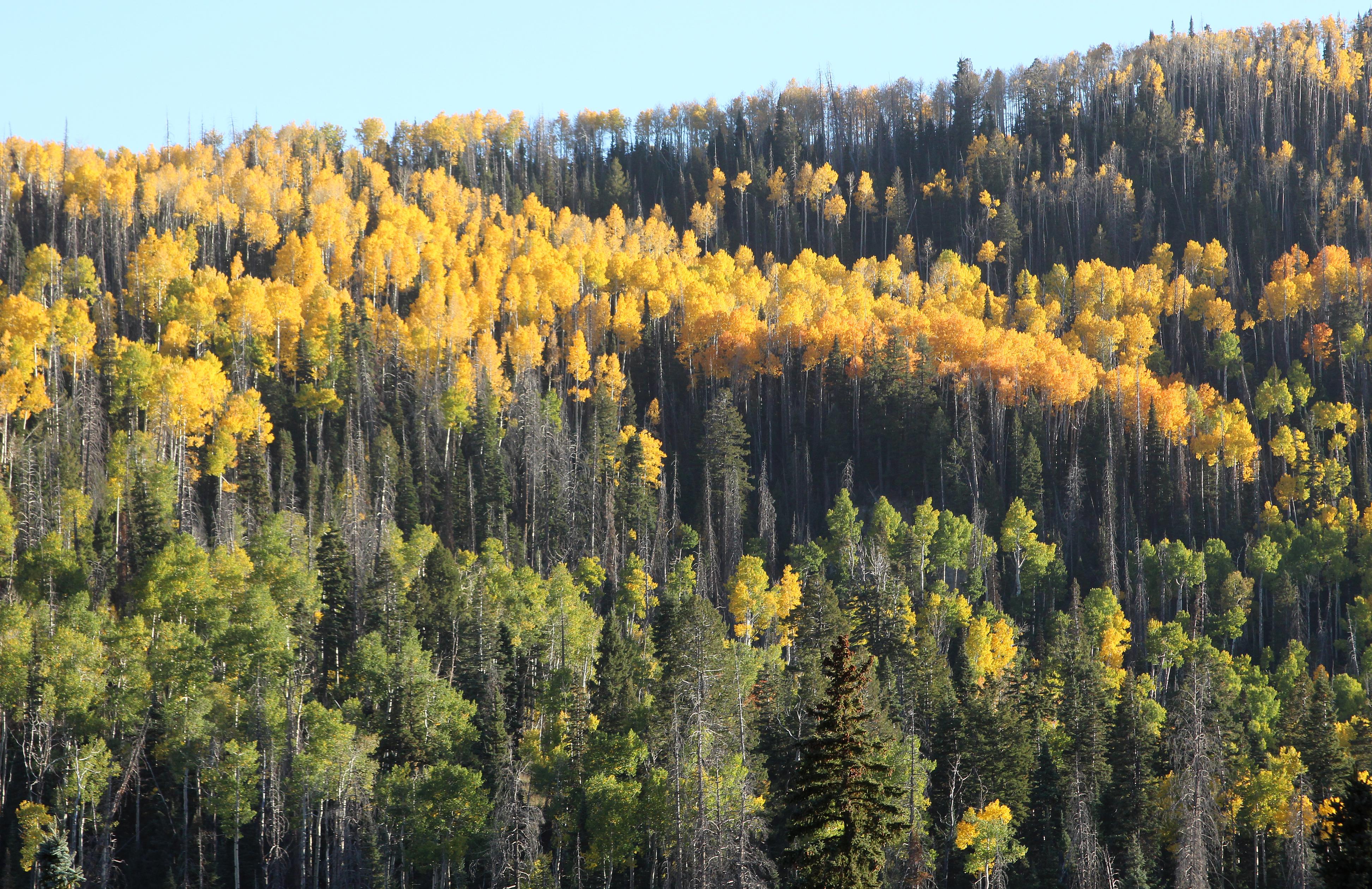Unusual Trees of the World | Conservation International