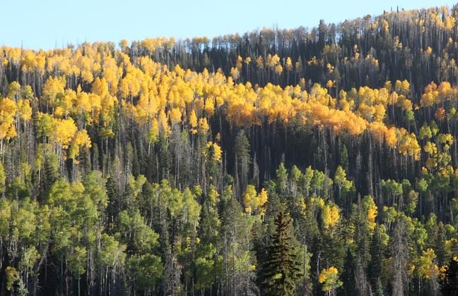 Unusual Trees of the World | Conservation International